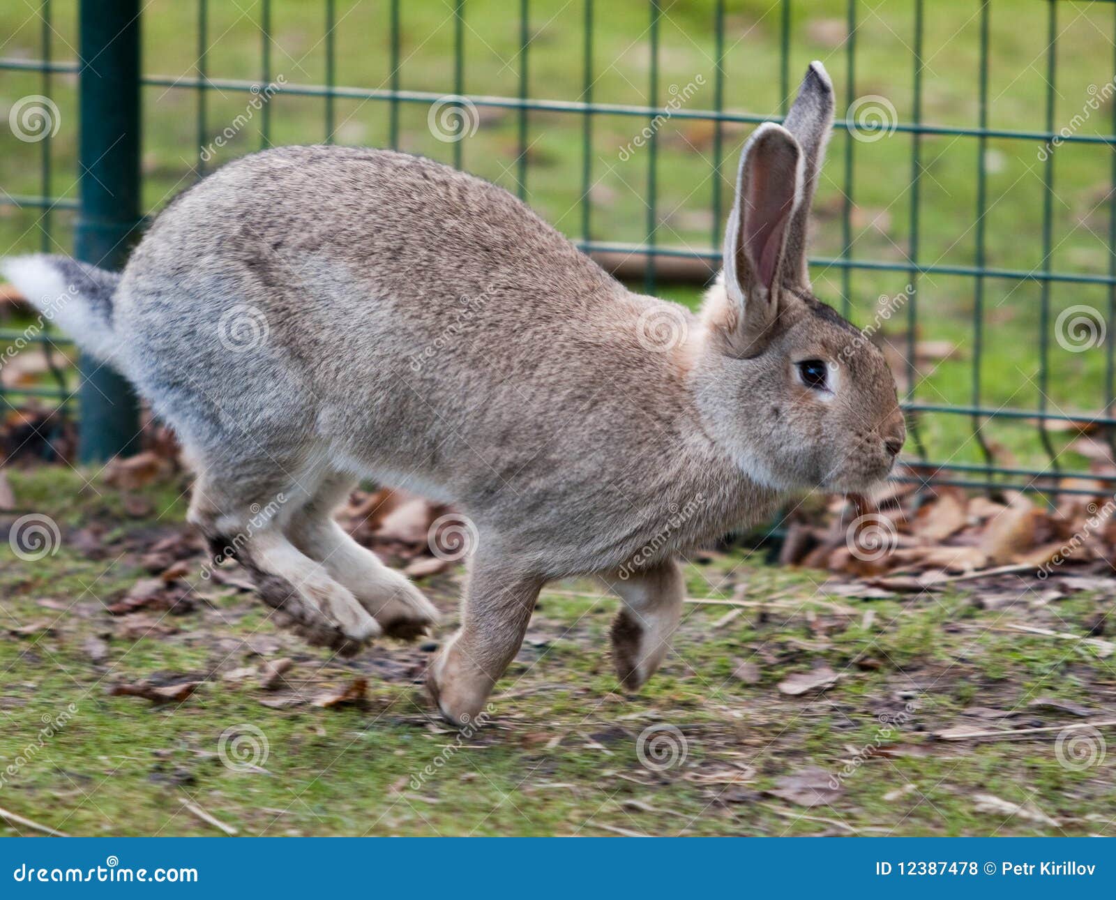 Grey hare running stock photo. Image of bunny, rodent - 12387478