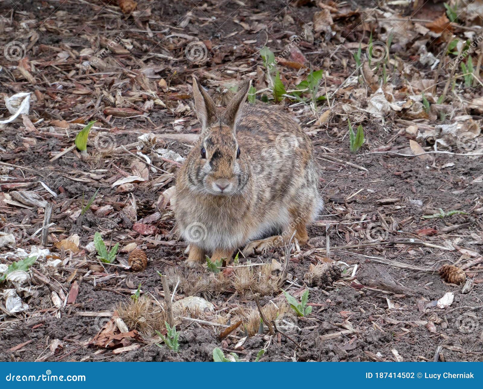 Grey Hare stock photo. Image of ground, leaves, animal - 187414502