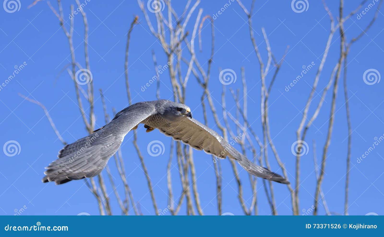 Grey Hawk flying stock photo. Image of blue, serious - 73371526