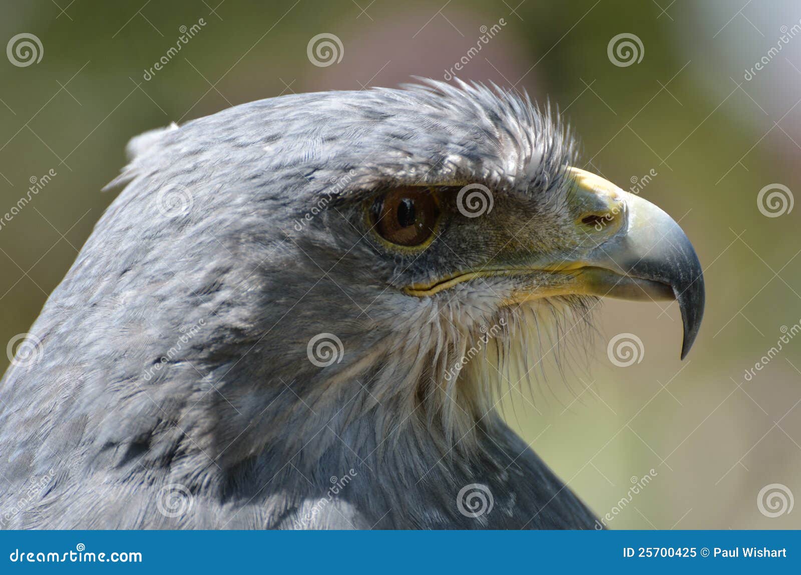 Grey Hawk head stock image. Image of animal, close, hunter - 25700425