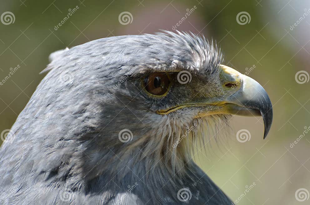 Grey Hawk head stock image. Image of animal, close, hunter - 25700425