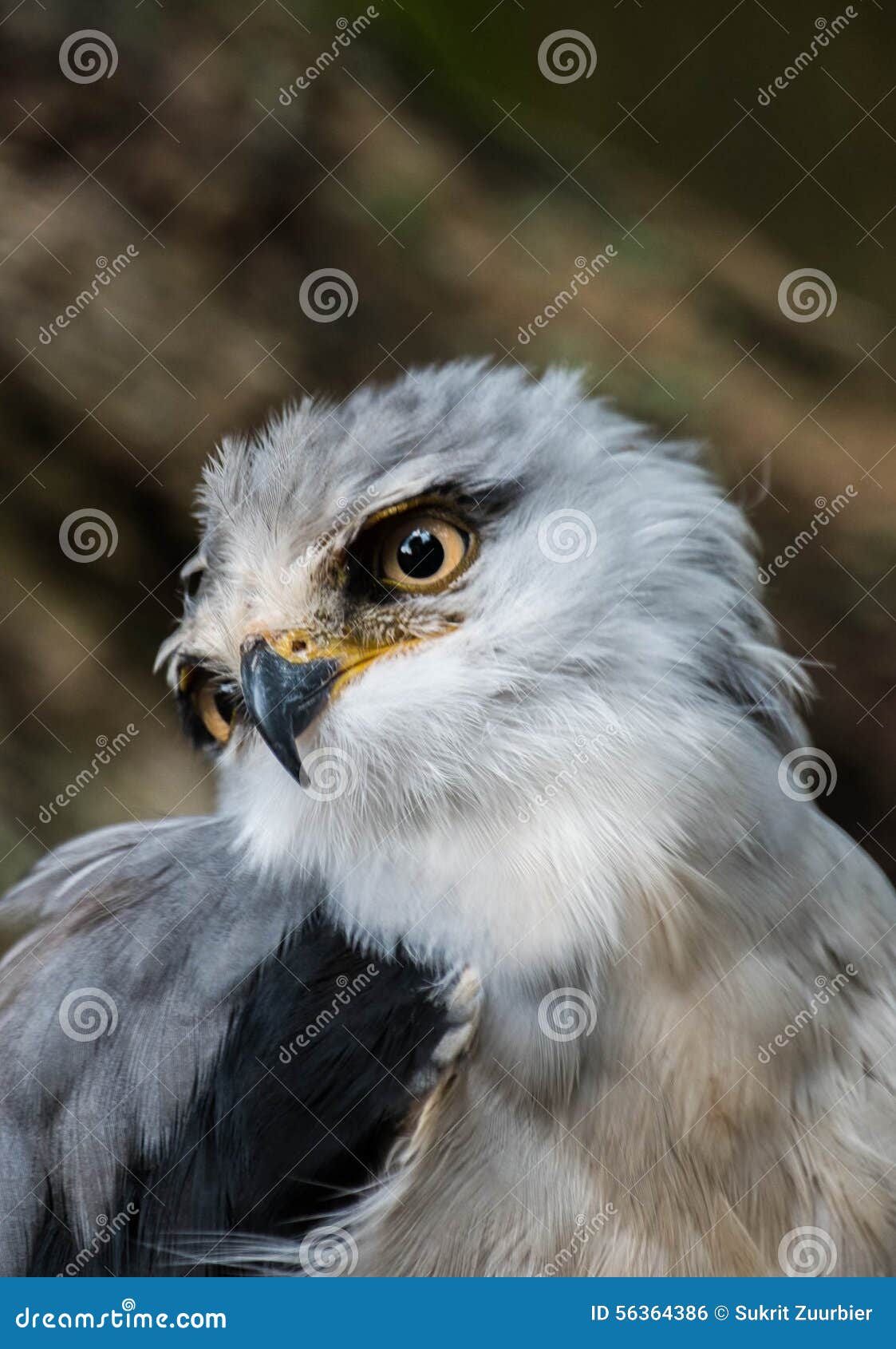 Grey Hawk Stock Photo - Image: 56364386