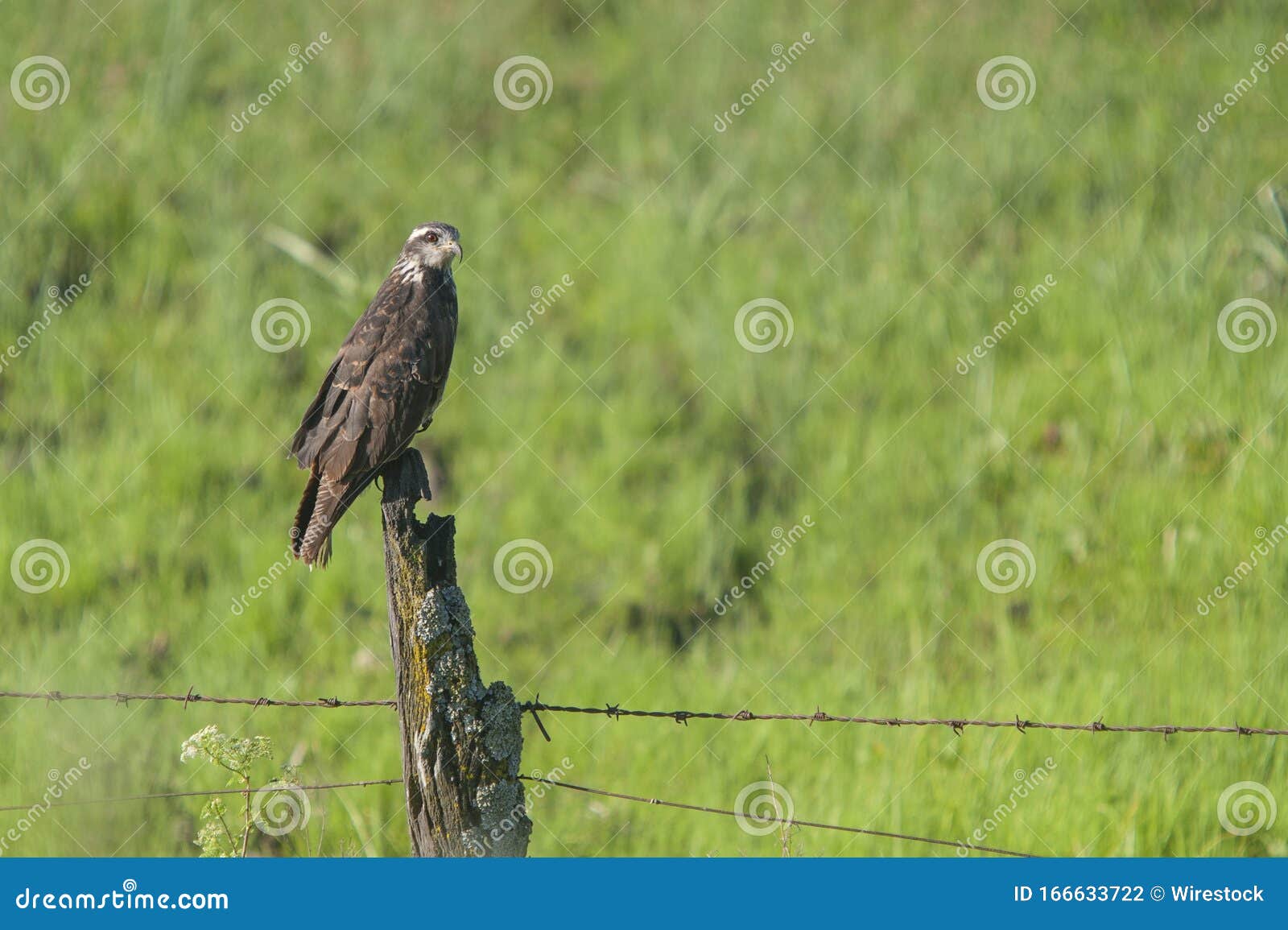 Grey Hawk Perched on a Log with a Barbed with the Green Grassy Field in ...