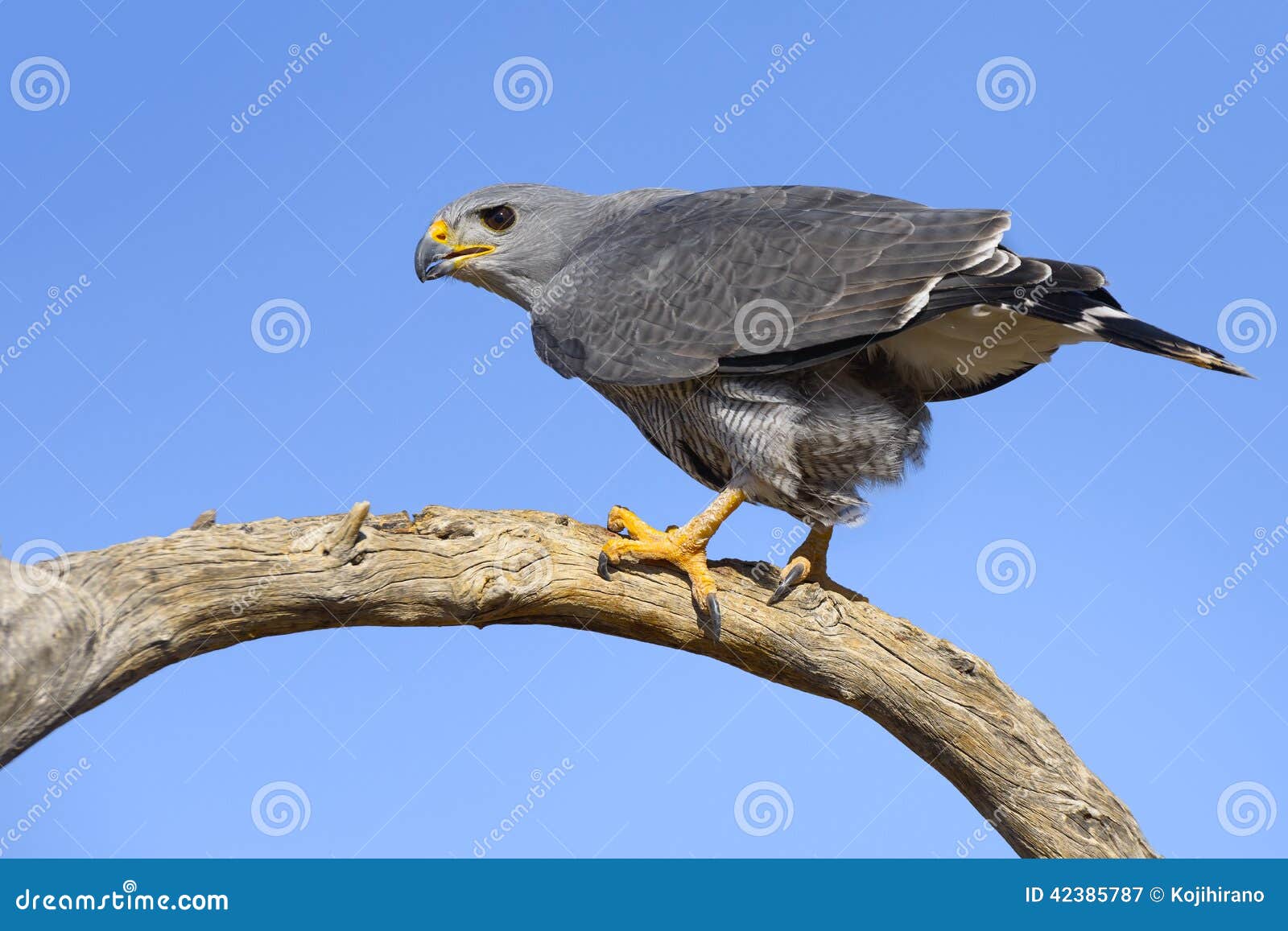 Grey Hawk stock image. Image of gray, animals, serious - 42385787
