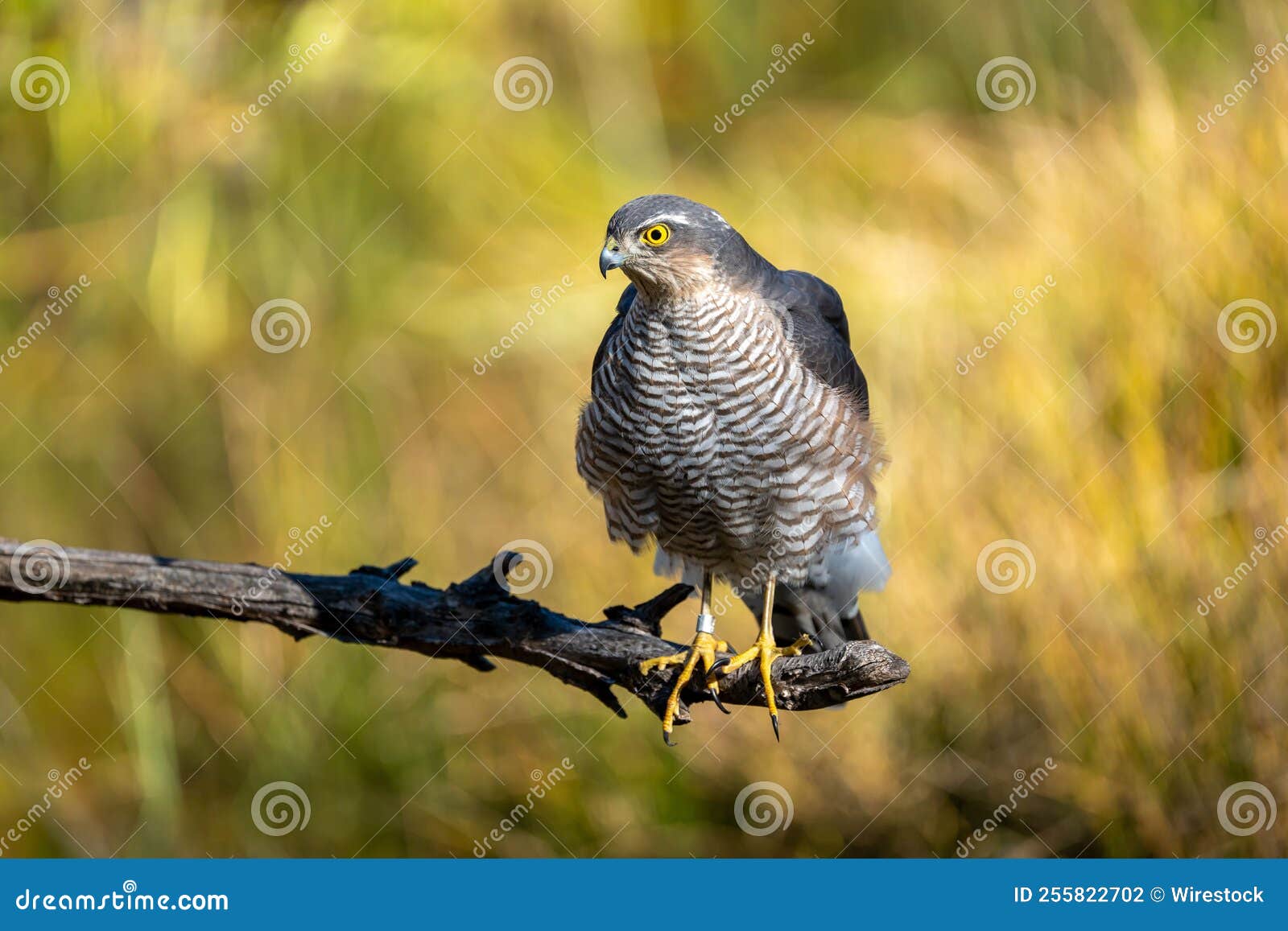 Grey Hawk Perching on a Tree Branch Stock Photo - Image of park ...