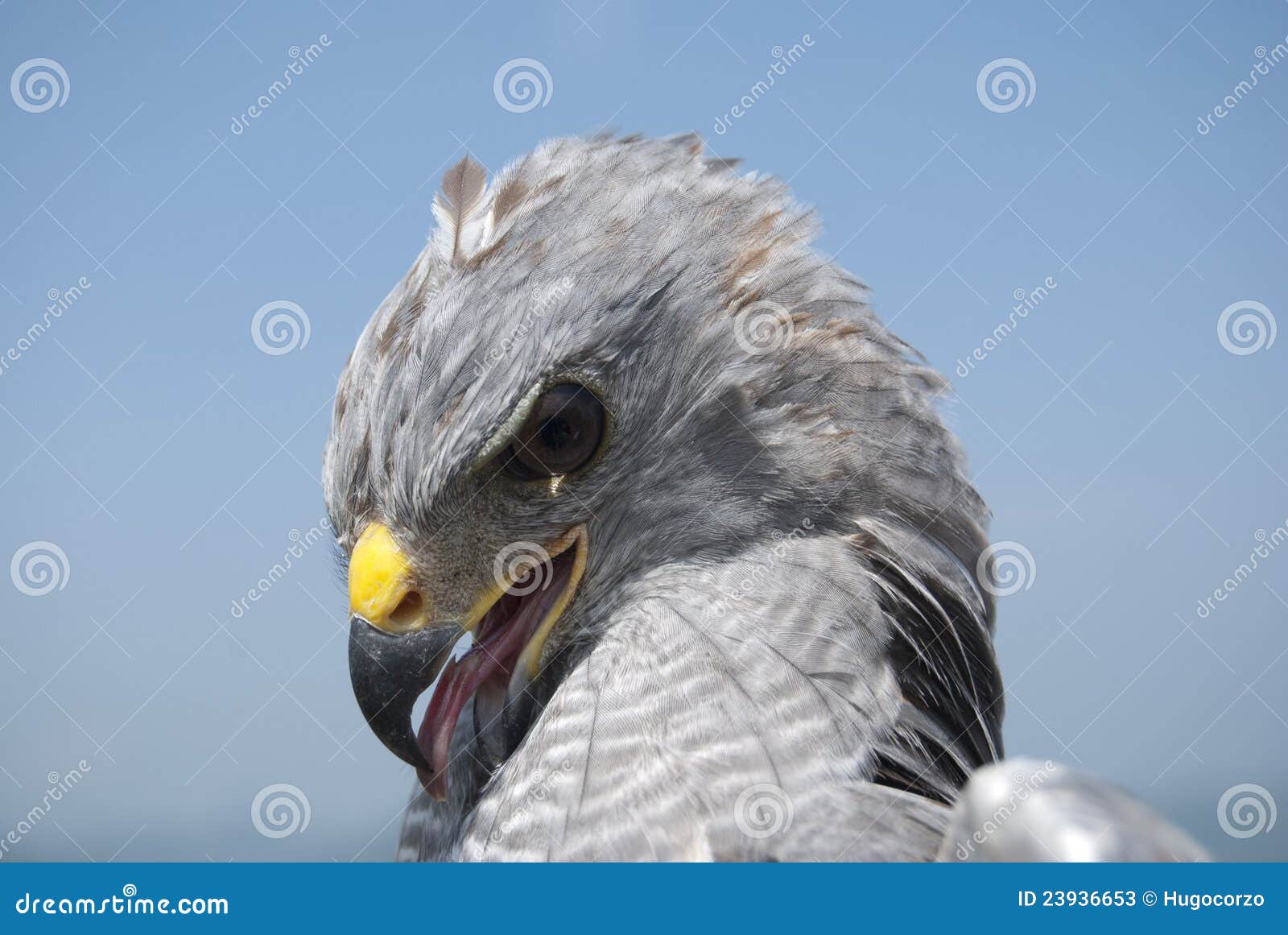 Grey Hawk Portrait stock image. Image of predator, birdwatching - 23936653