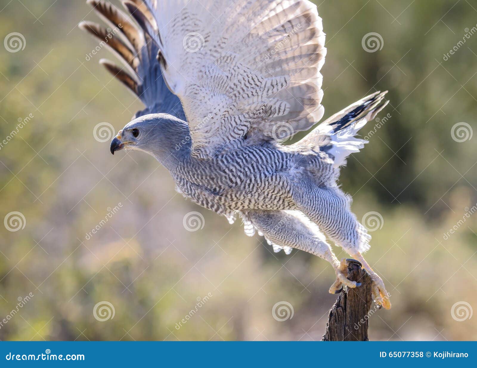 Grey Hawk stock photo. Image of hunting, prey, symbol - 65077358