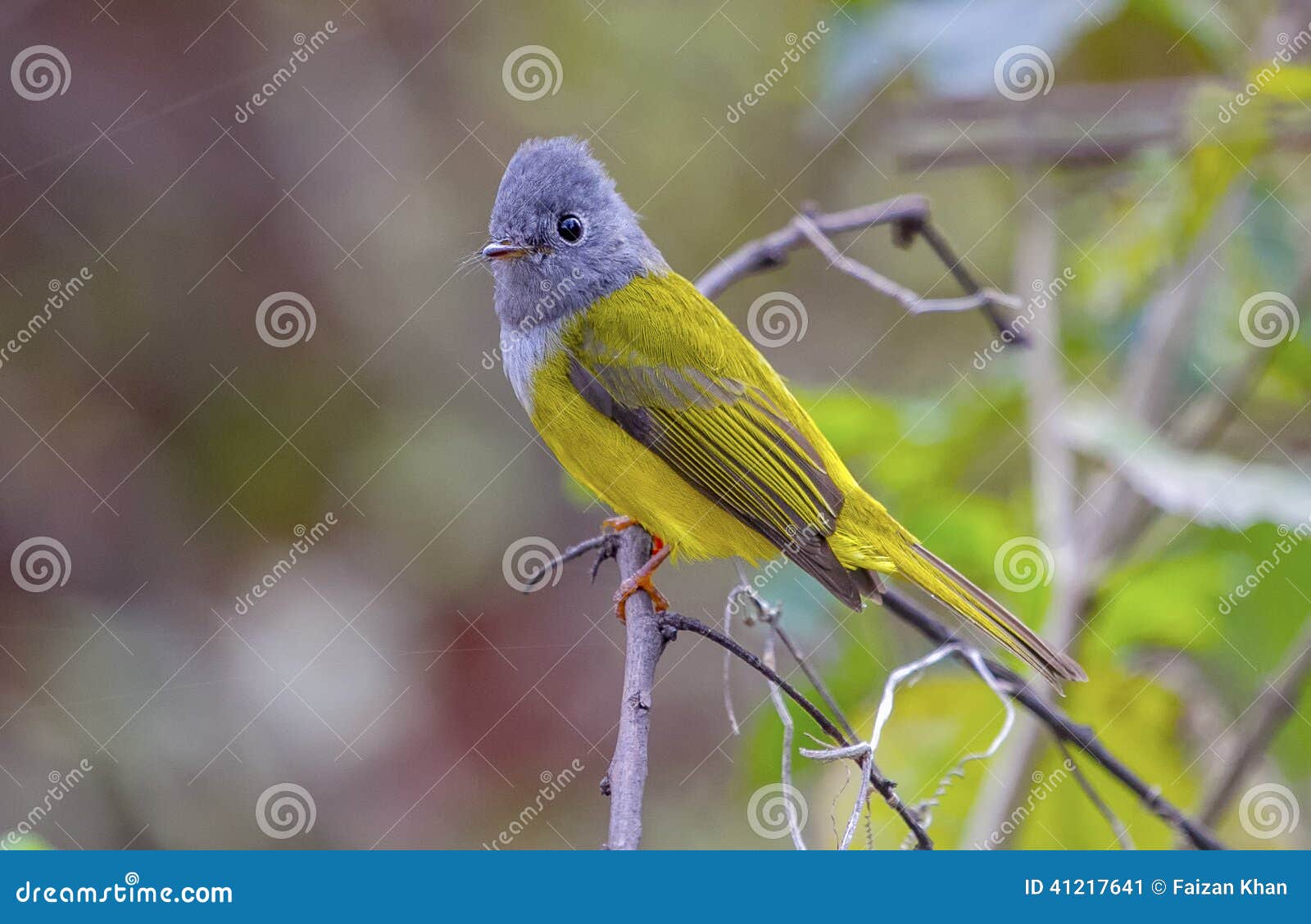Grey Headed Canary Flycatcher Stock Image - Image of nature ...