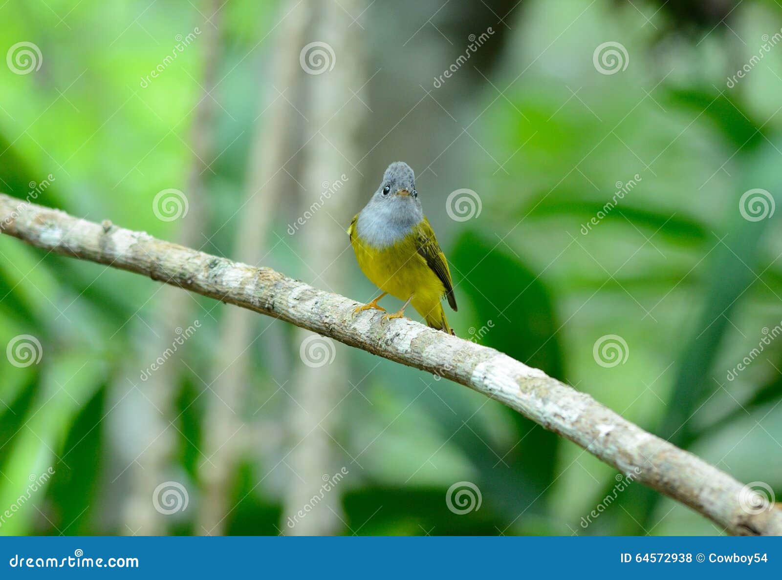 Grey-headed Canary- Flycatcher (Culicicapa Ceylonensis) Stock Photo ...