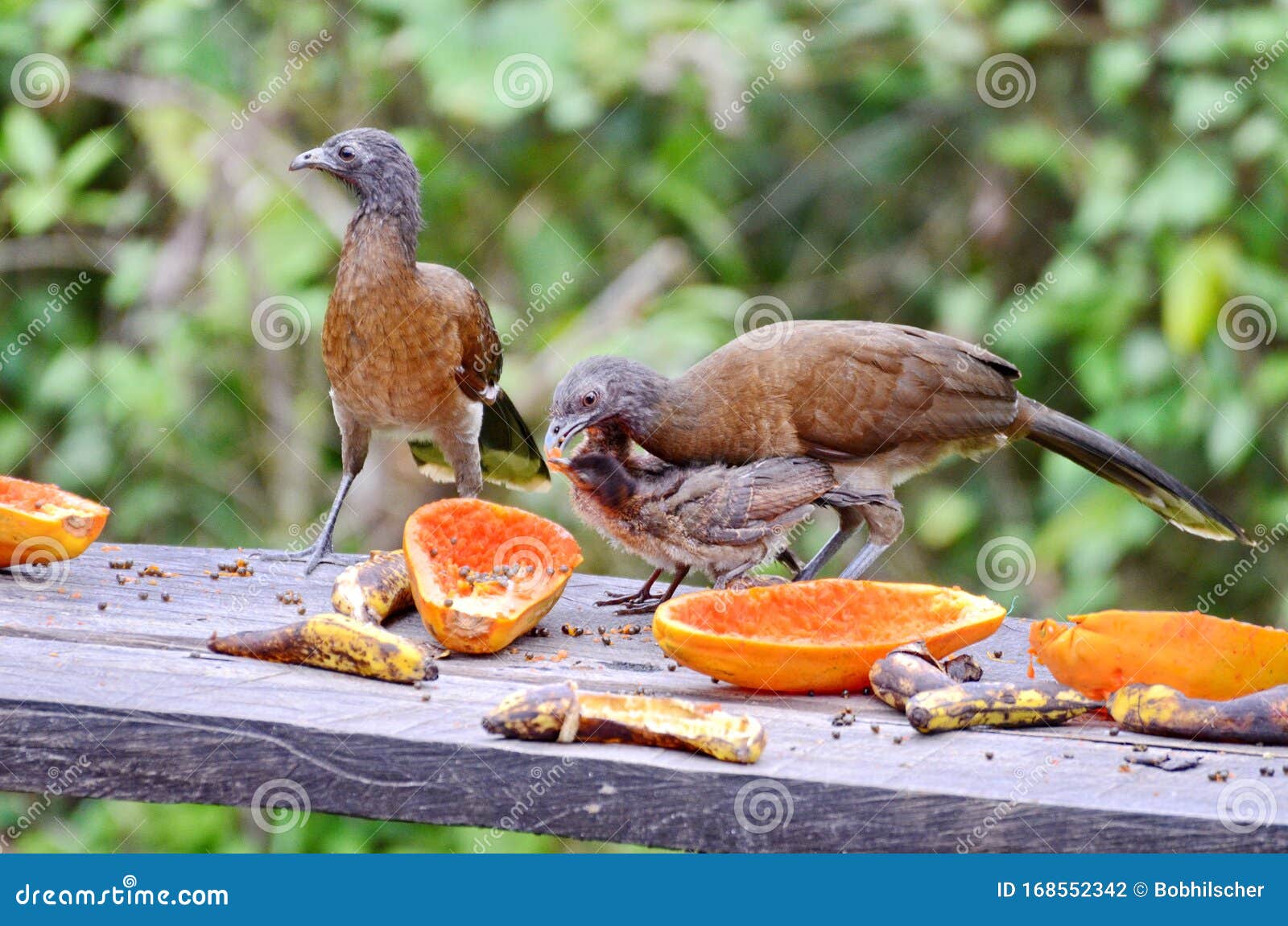 Grey-headed Chachalaca Forage with Young Stock Photo - Image of headed ...