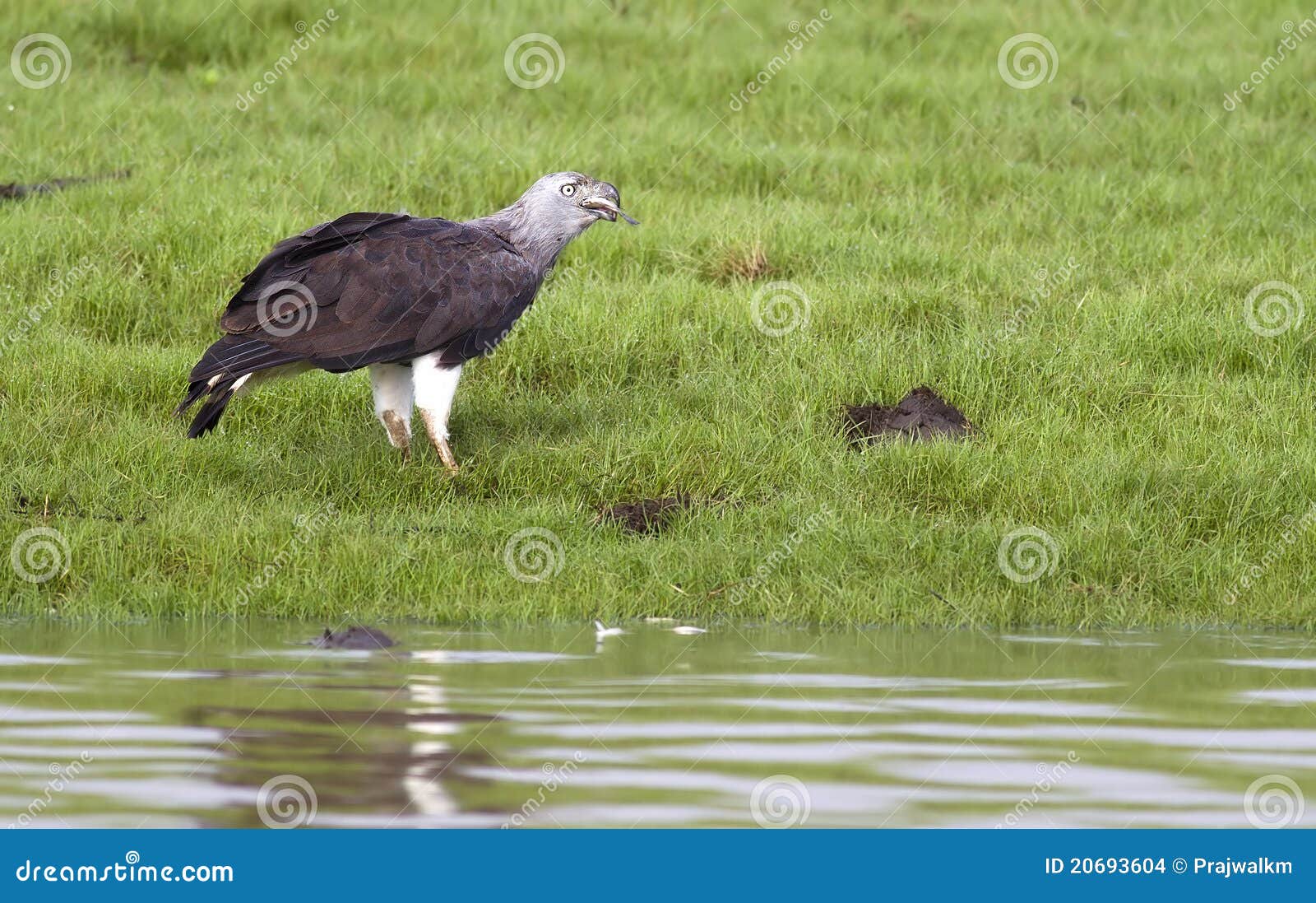 Grey Headed Fish Eagle stock photo. Image of wildlife - 20693604