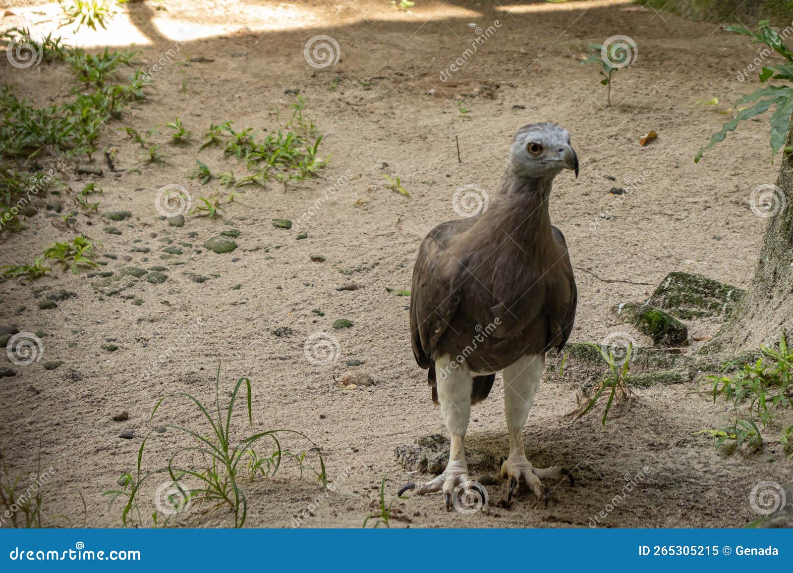 Grey-headed fish eagle stock image. Image of duck, animal - 265305215