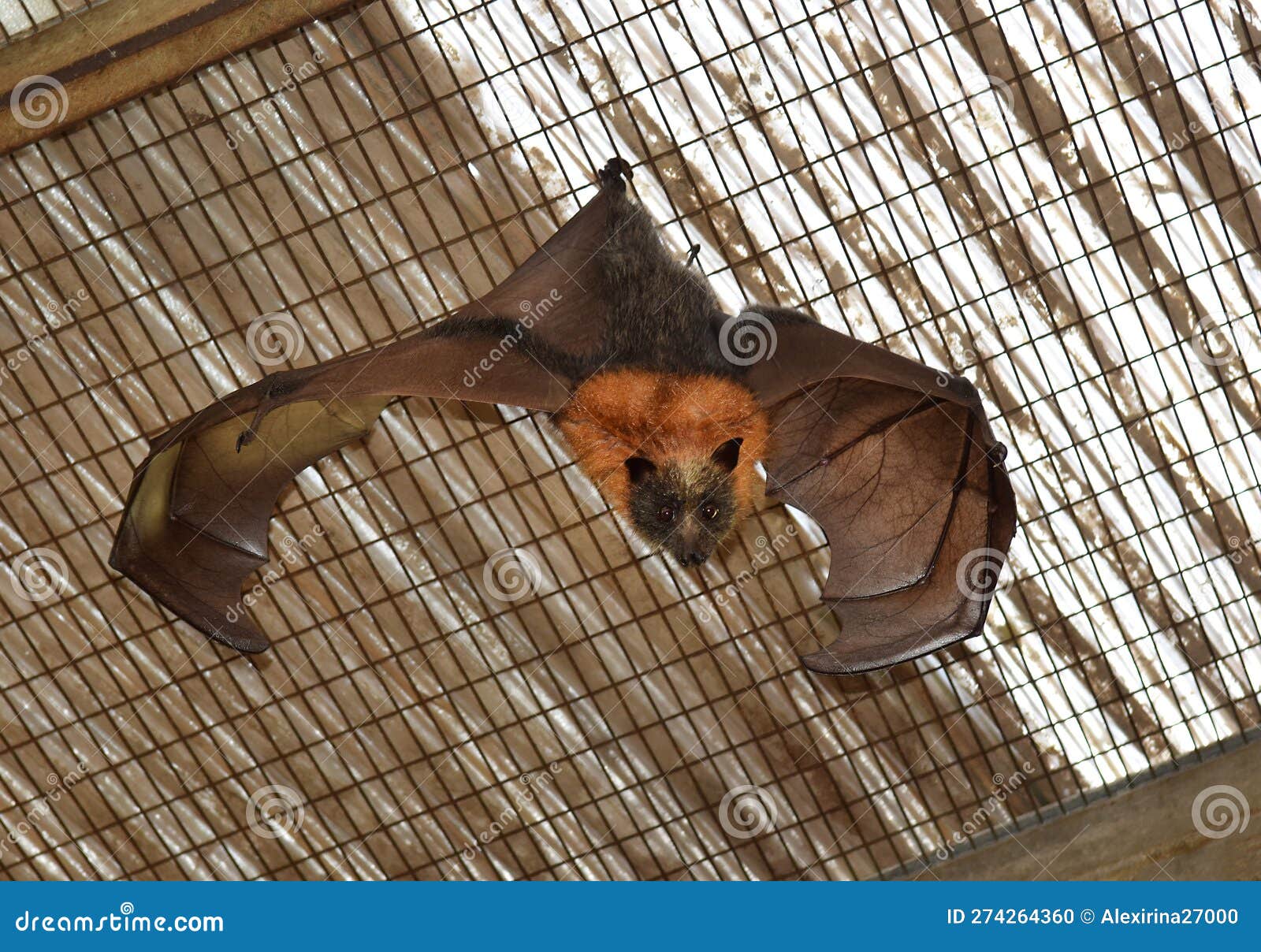 Grey Headed Flying Fox stock photo. Image of rodent - 274264360
