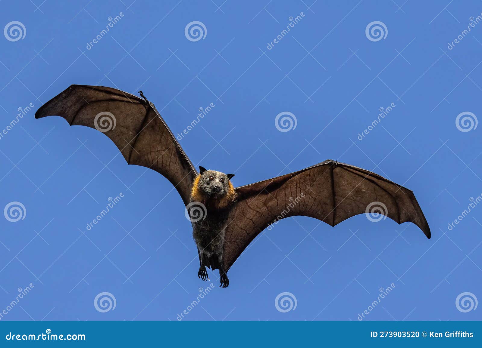 Grey-headed Flying Fox stock photo. Image of nature - 273903520