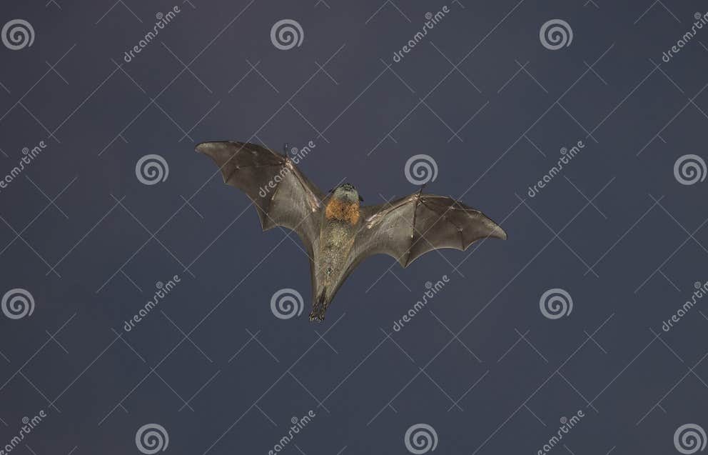 Grey Headed Flying Fox Bats. Stock Image - Image of animals, night ...