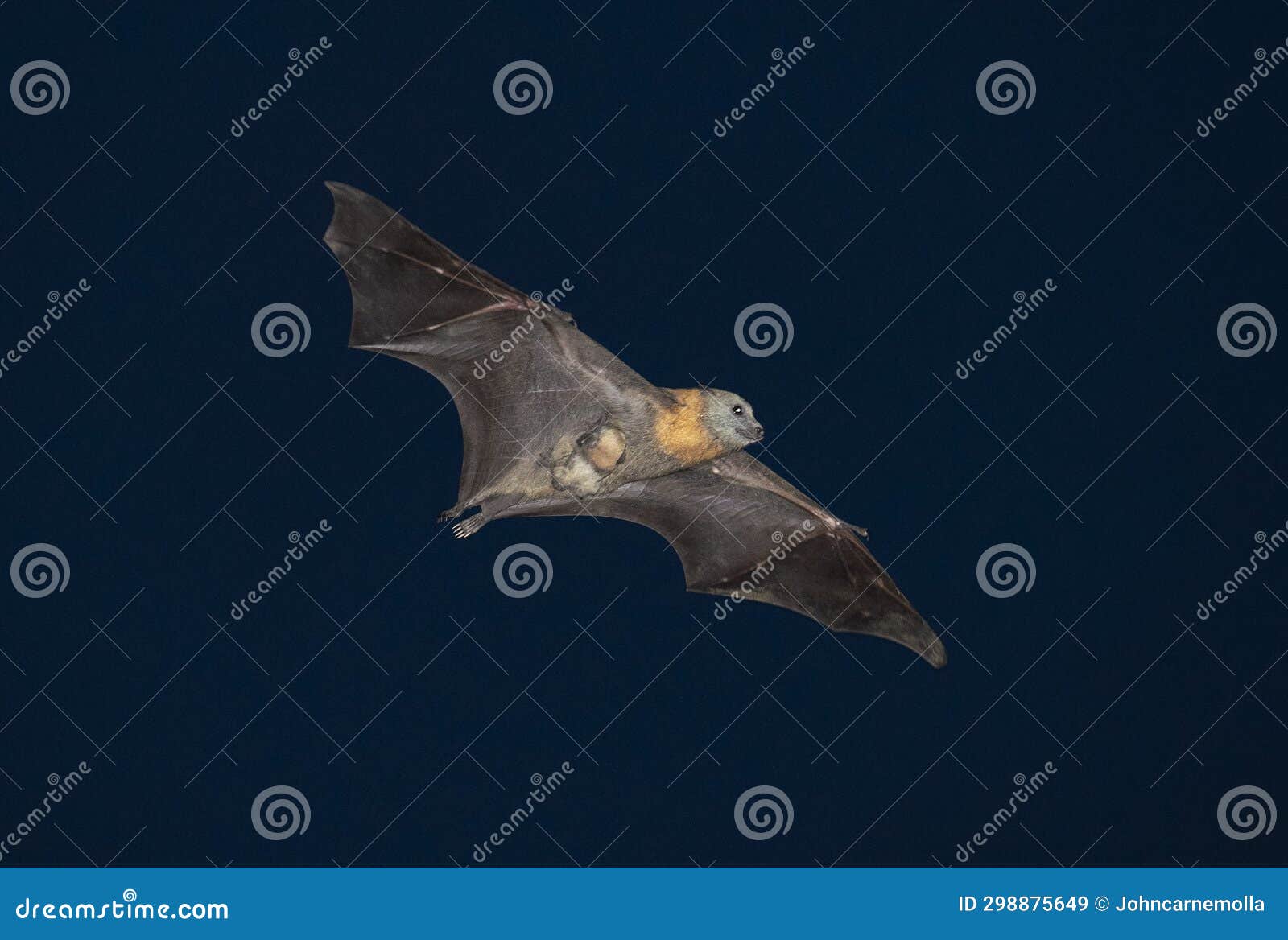 Grey Headed Flying Fox Bats. Stock Image - Image of australia, wing ...