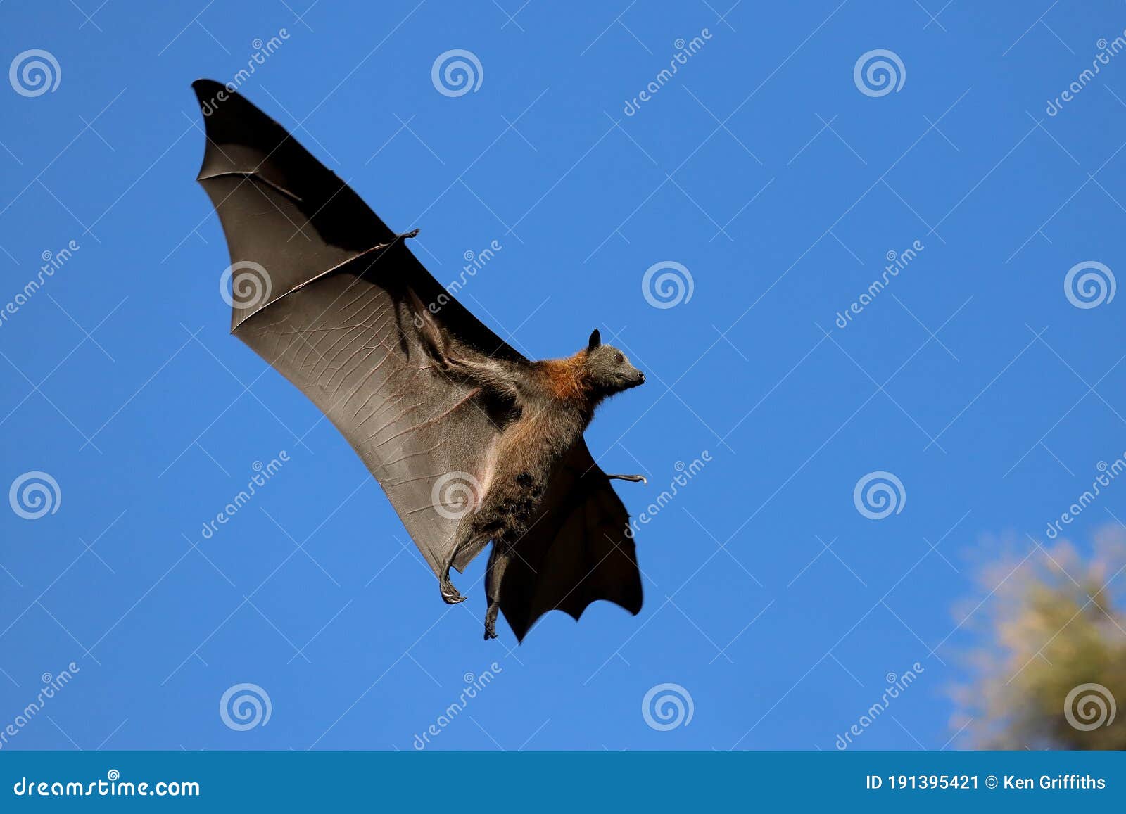 Grey-headed Flying Fox stock image. Image of flight - 191395421