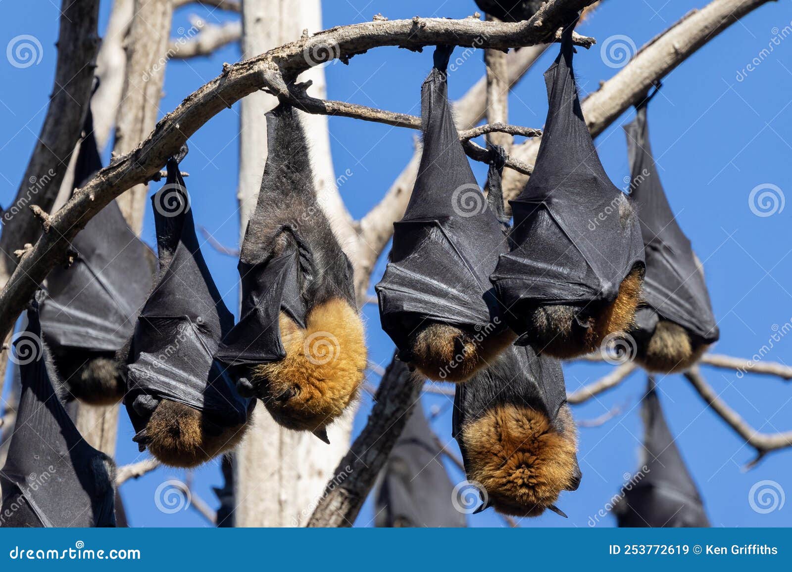 Grey-headed Flying Fox stock image. Image of australia - 253772619