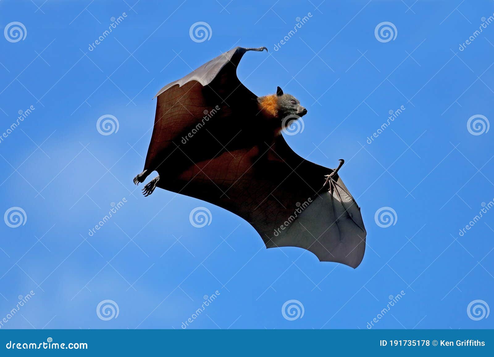 Grey-headed Flying Fox stock photo. Image of poliocephalus - 191735178