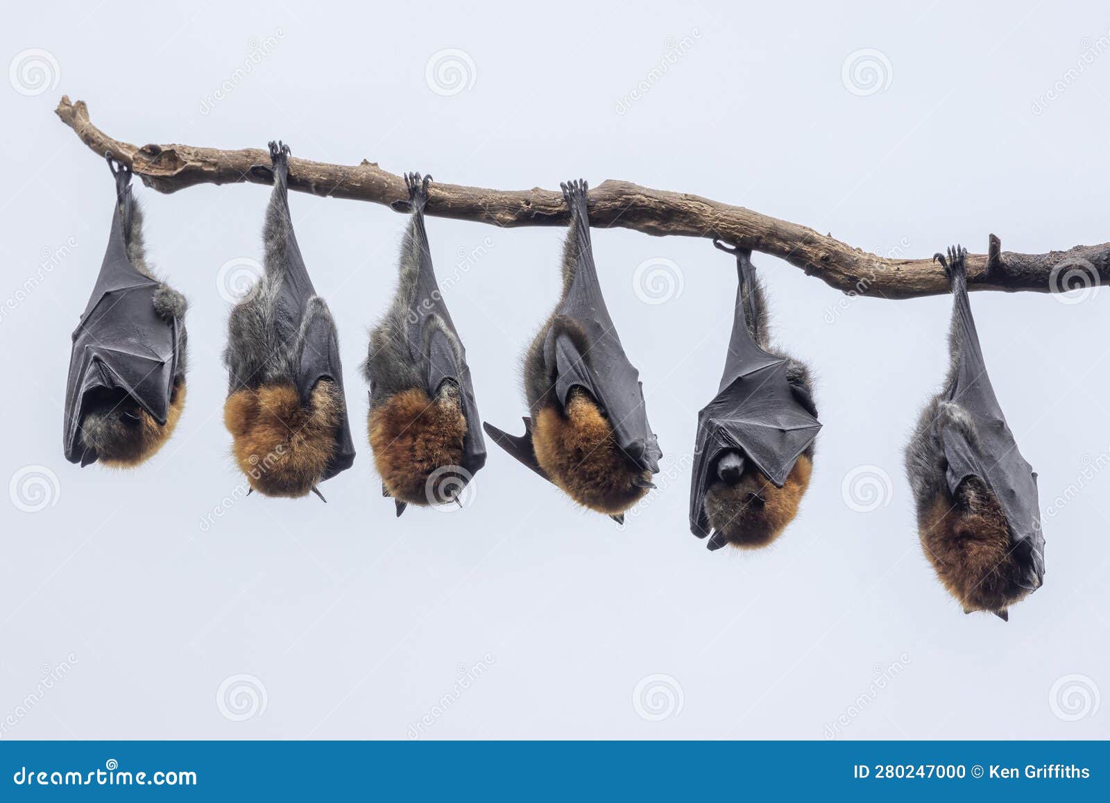 Grey-headed Flying Foxes stock photo. Image of hanging - 280247000