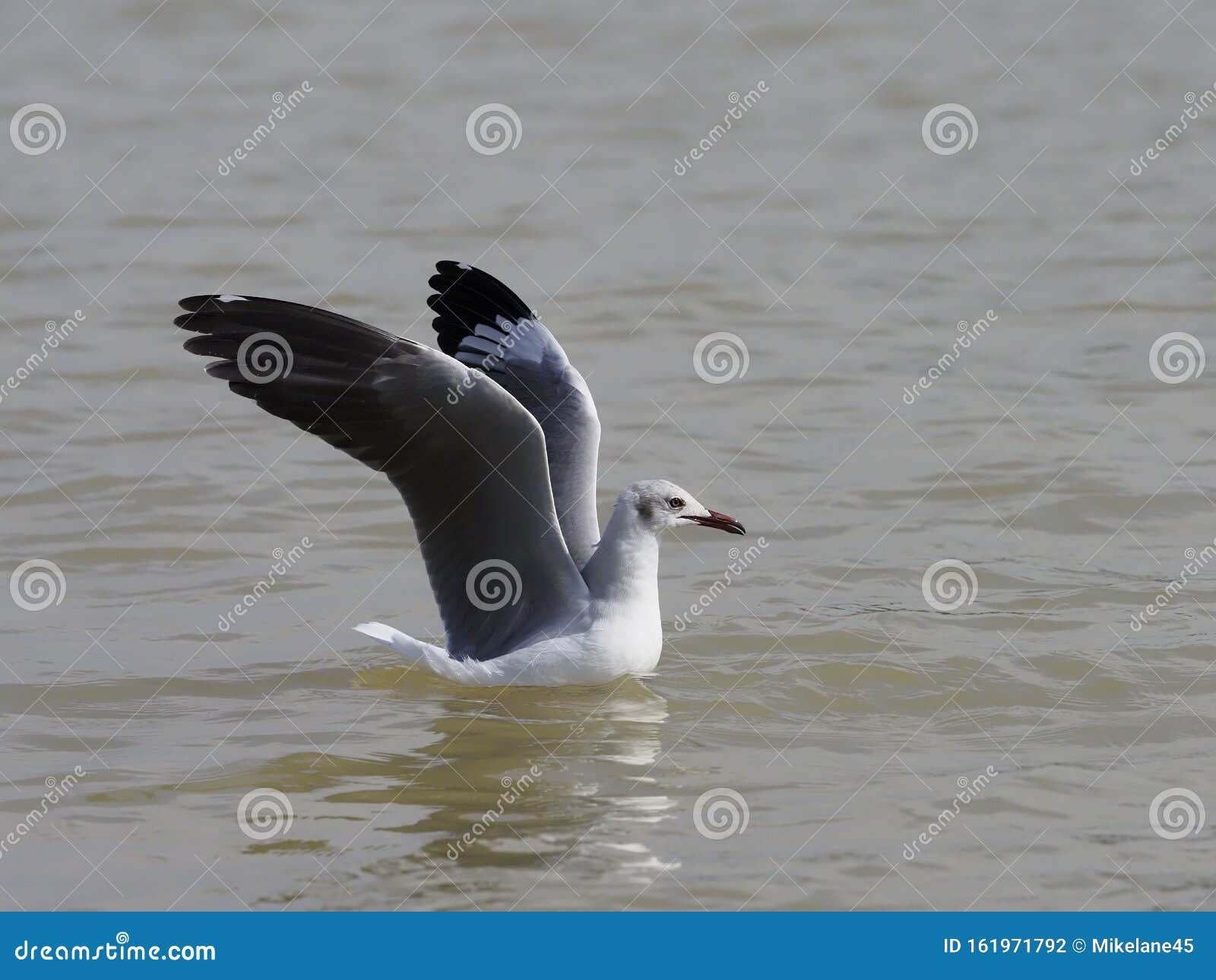 Grey-headed Gull, Larus Cirrocephalus Stock Photo - Image of grey ...