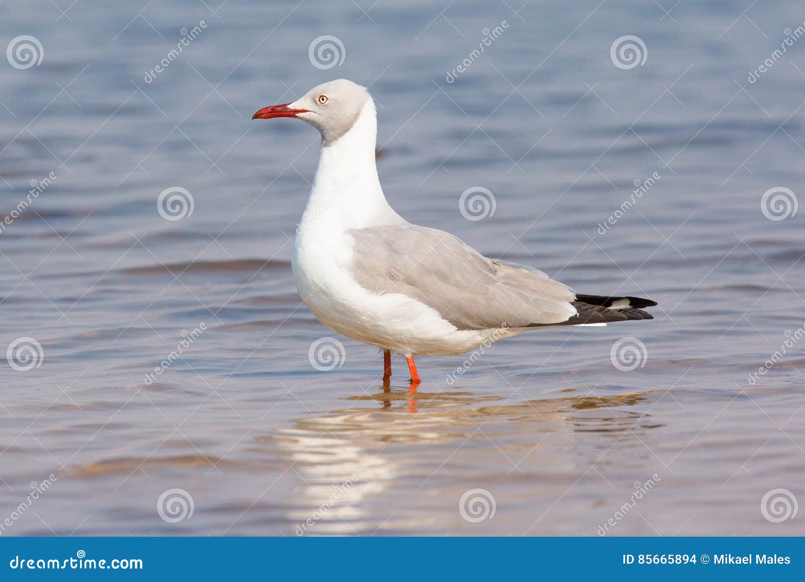 Grey Headed Gull Standing in River Stock Photo - Image of river, headed ...