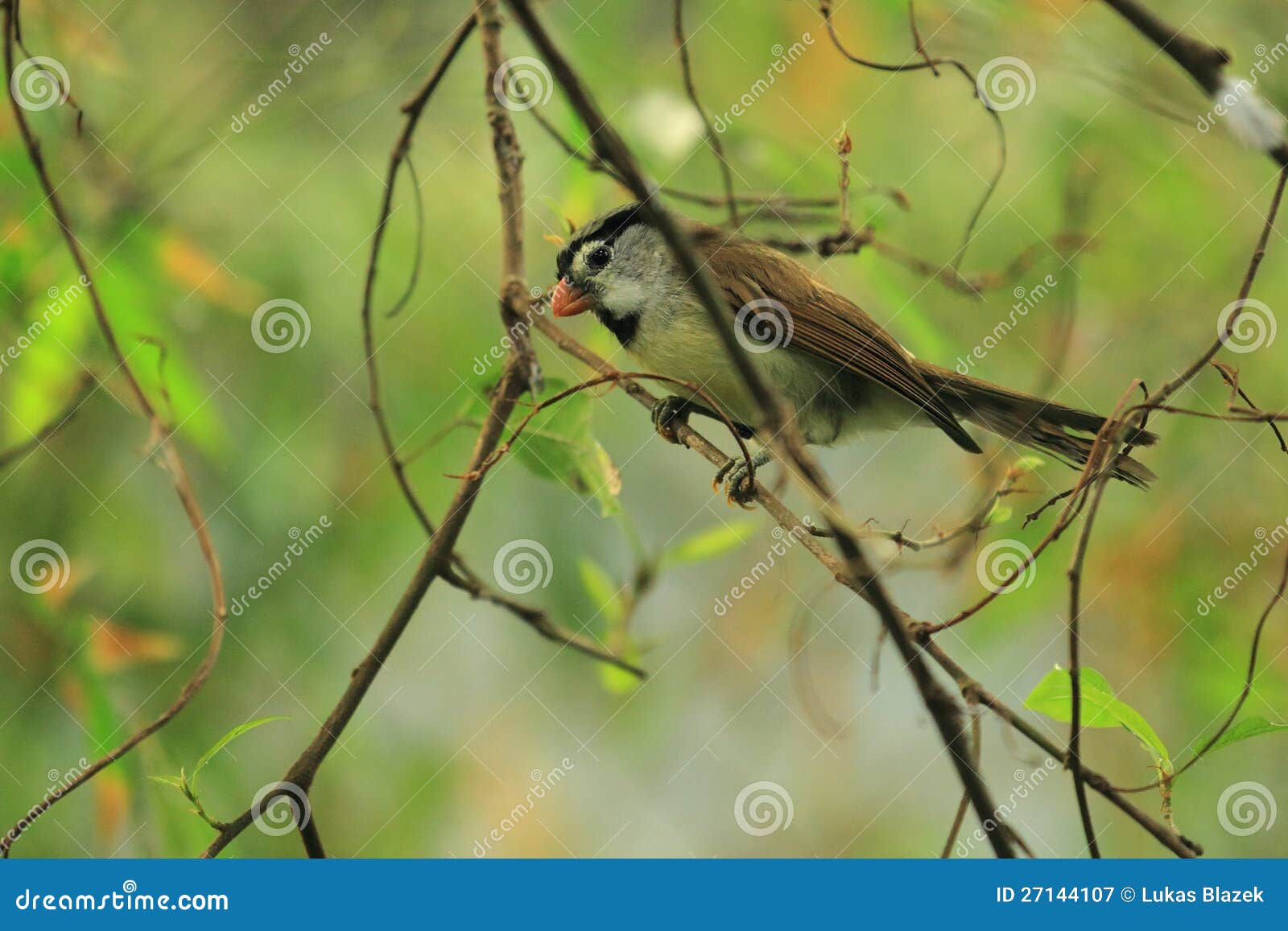 Grey-headed parrotbill stock image. Image of nature, babbler - 27144107