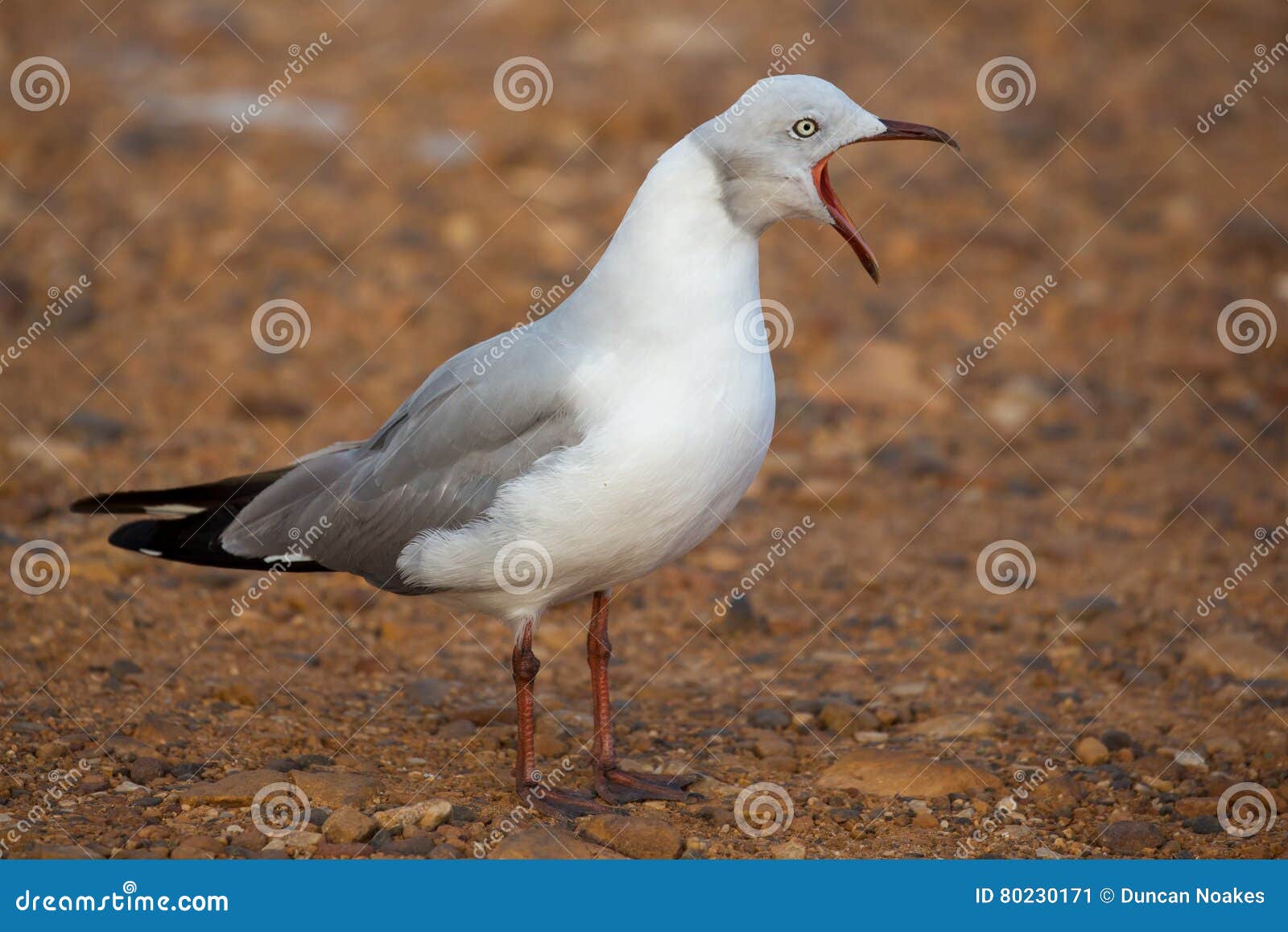 Grey Headed Seagull with Beak Wide Open Stock Image - Image of ocean ...