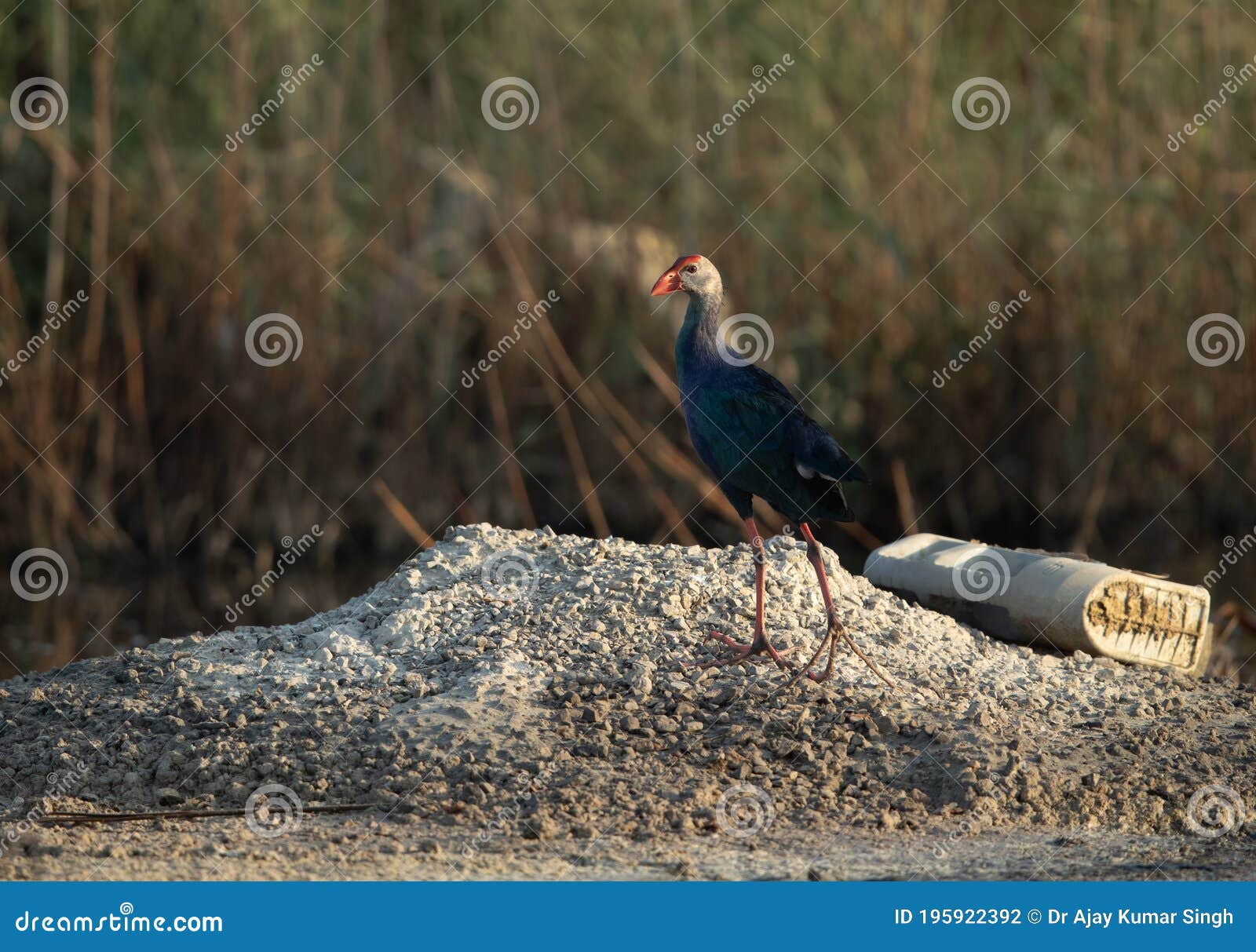 Grey-headed Swamphen and Garbage Dump at Asker Marsh, Bahrain Stock ...