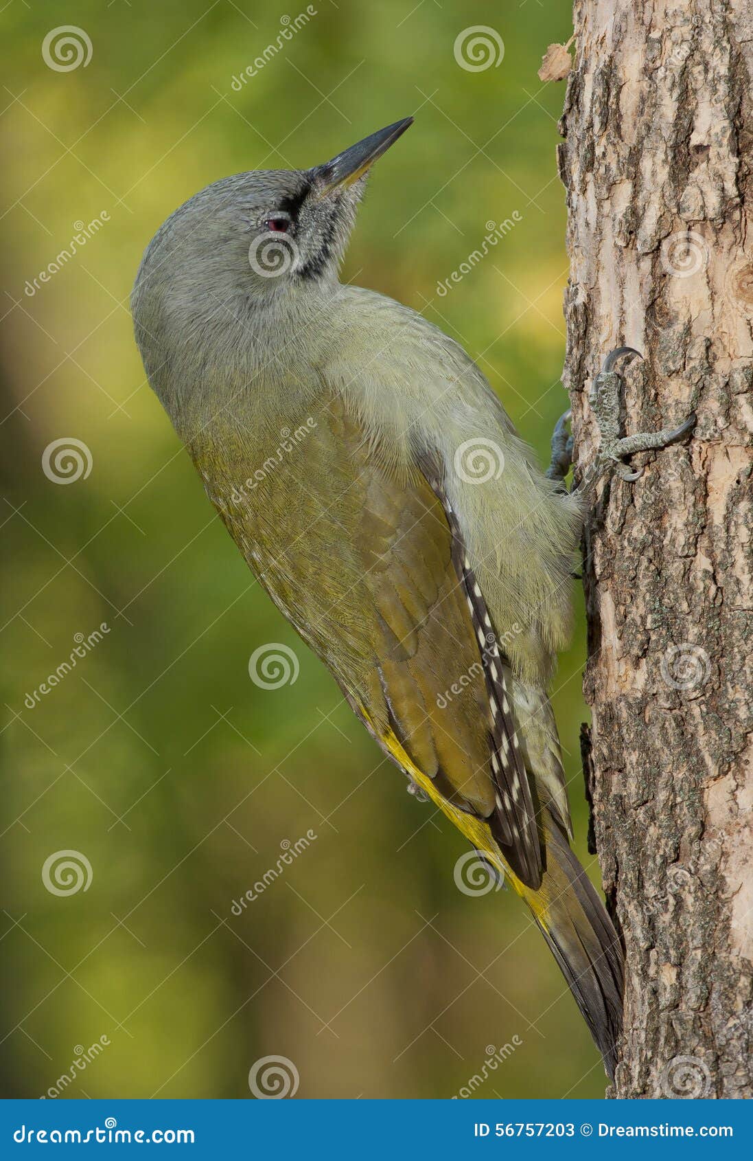 Grey-headed Woodpecker (Picus Canus) Stock Image - Image of ornithology ...