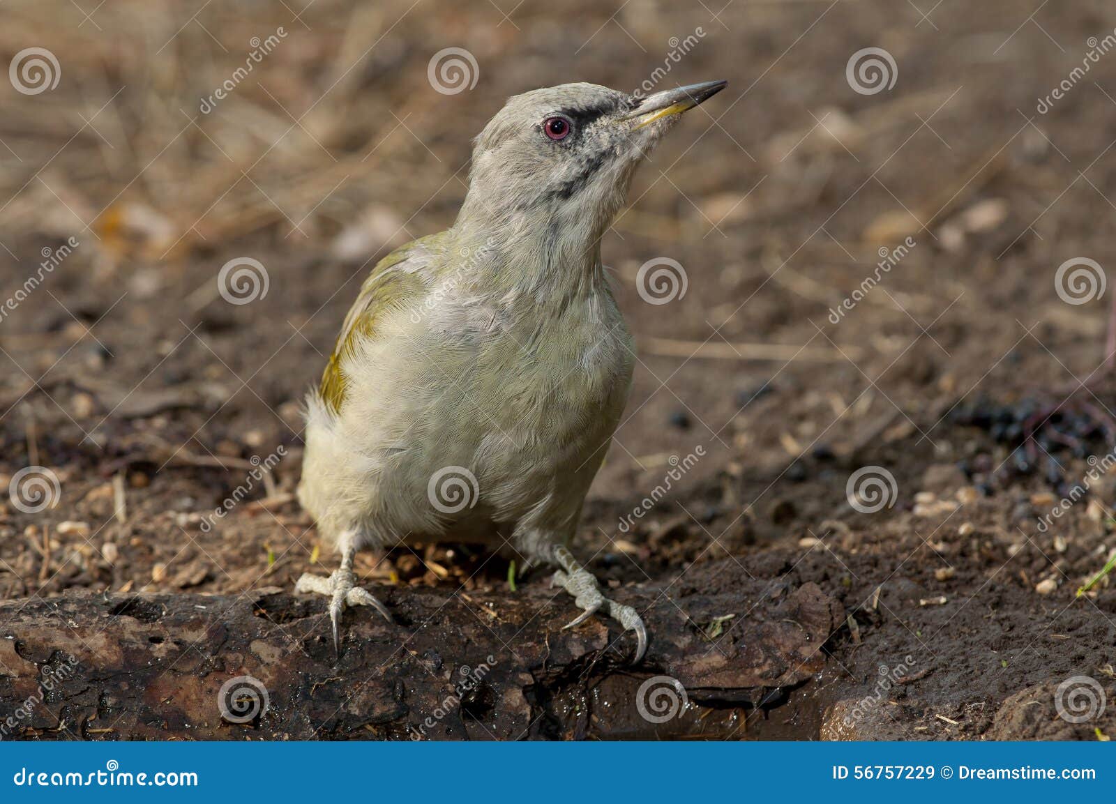 Grey-headed Woodpecker (Picus Canus) Stock Image - Image of natural ...