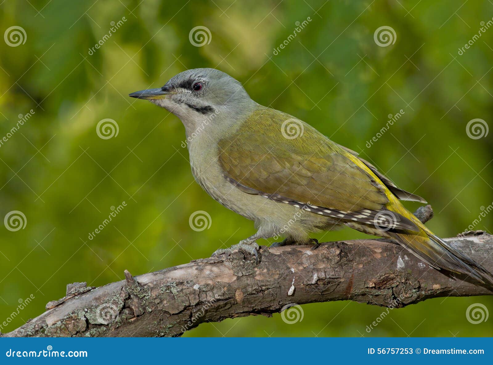 Grey-headed Woodpecker (Picus Canus) Stock Image - Image of little ...