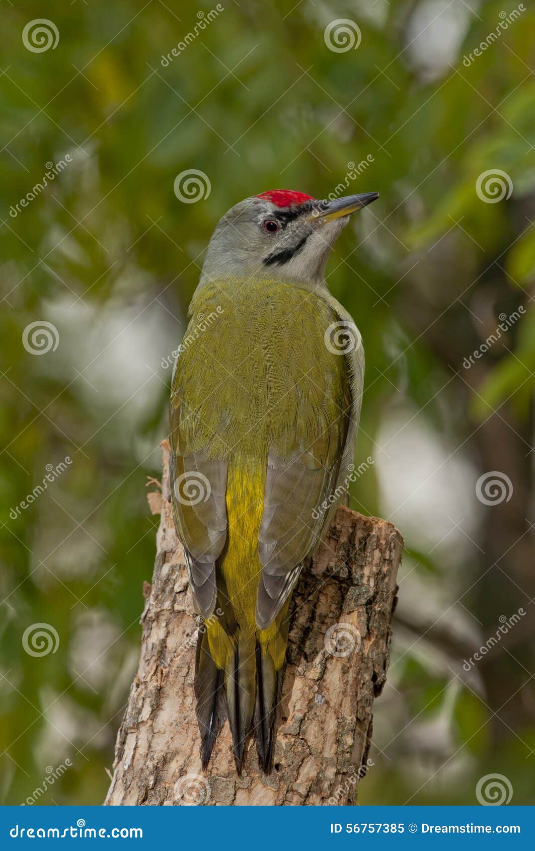 Grey-headed Woodpecker (Picus Canus) Stock Image - Image of multi ...