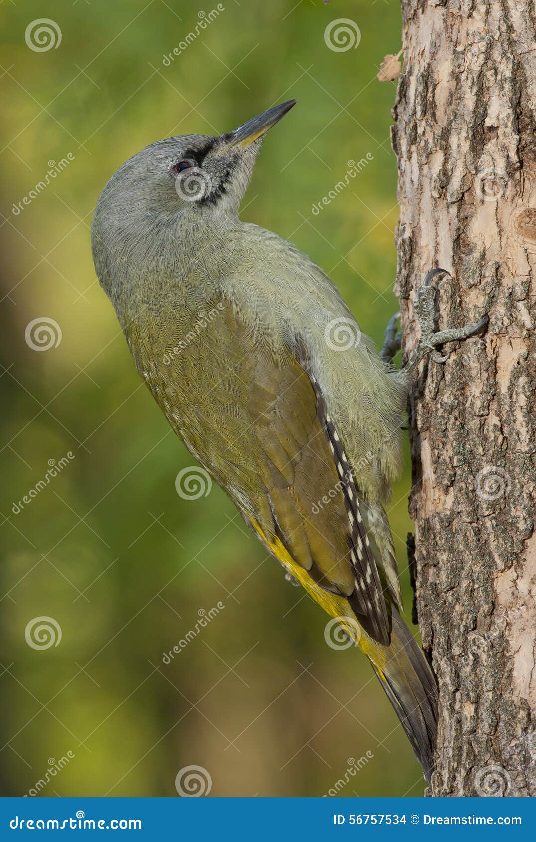 Grey-headed Woodpecker (Picus Canus) Stock Photo - Image of european ...