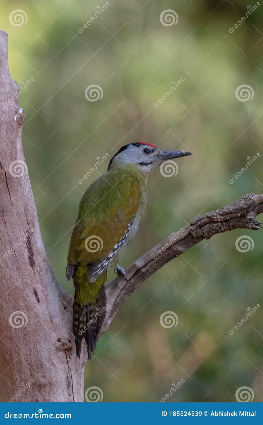 Grey-Headed Woodpecker Picus Canus Bird in Sattal Stock Image - Image ...