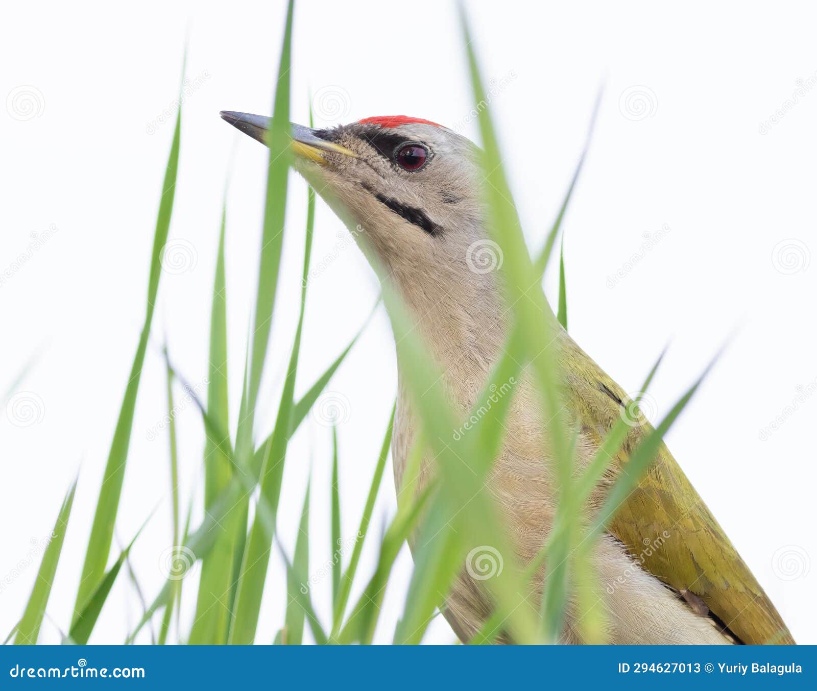 Grey-headed Woodpecker, Picus Canus. a Bird Sits in a Thicket of Grass ...