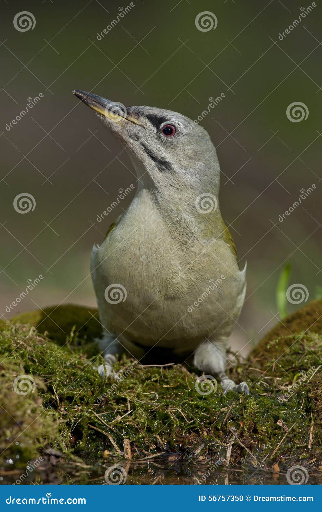 Grey-headed Woodpecker (Picus Canus) Stock Photo - Image of natural ...
