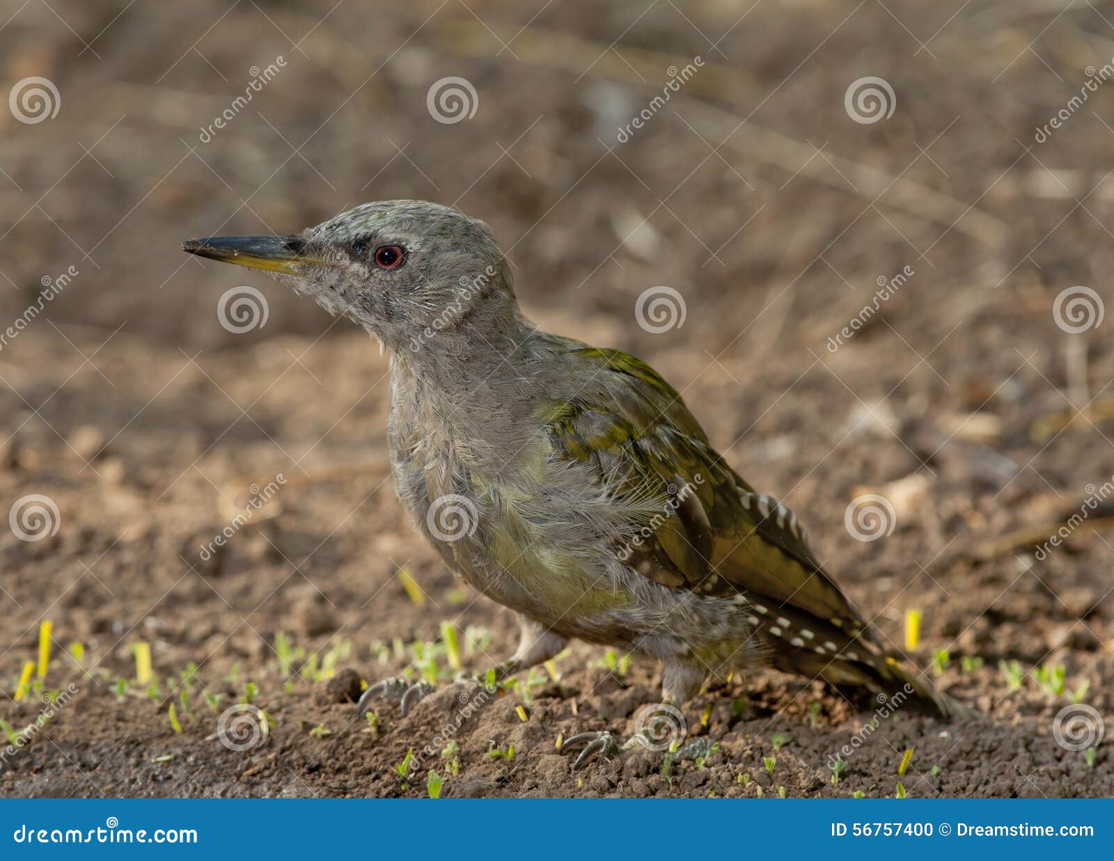 Grey-headed Woodpecker (Picus Canus) Stock Photo - Image of headed ...