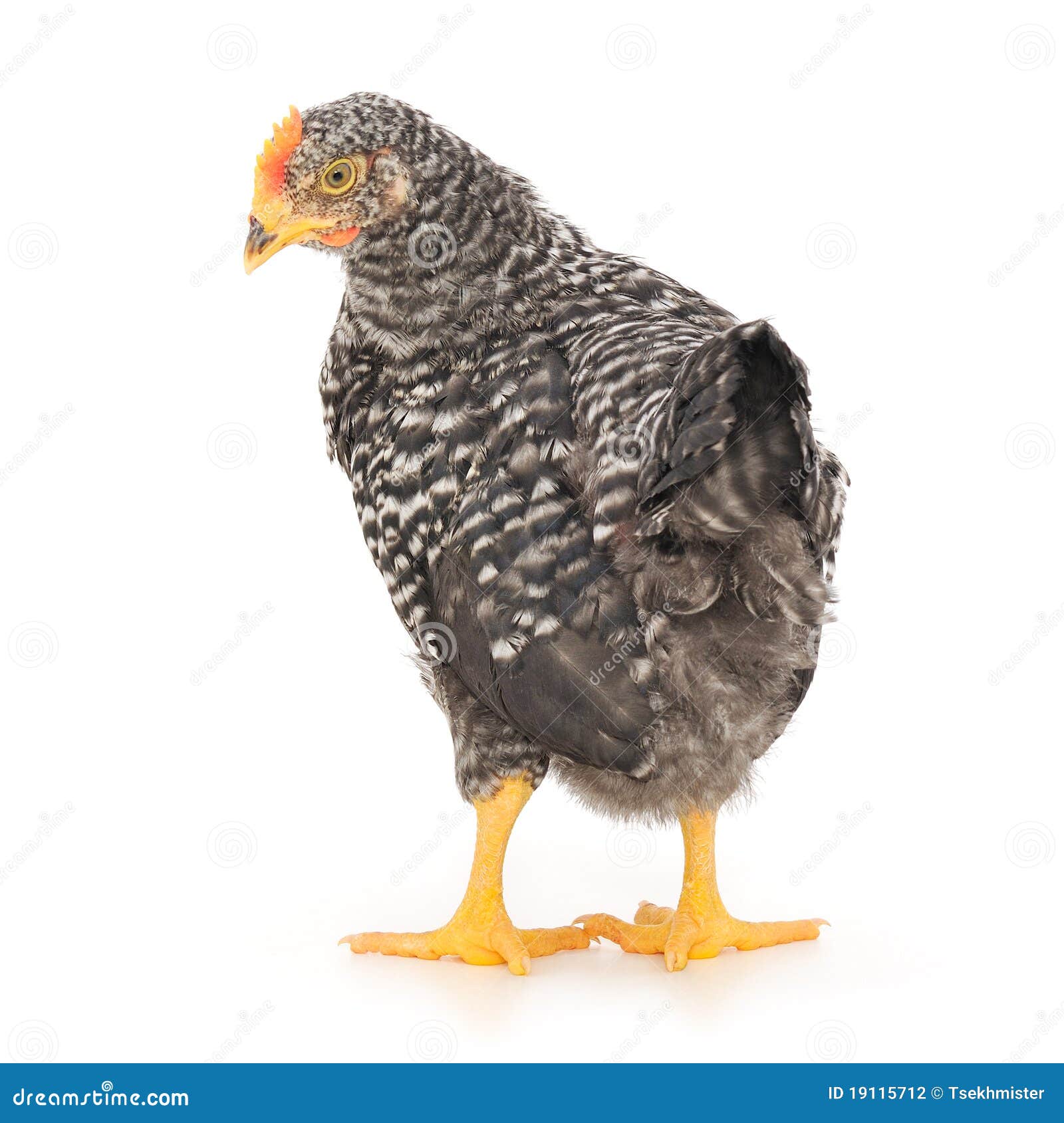Grey hen stock photo. Image of feathers, meat, domestic - 19115712