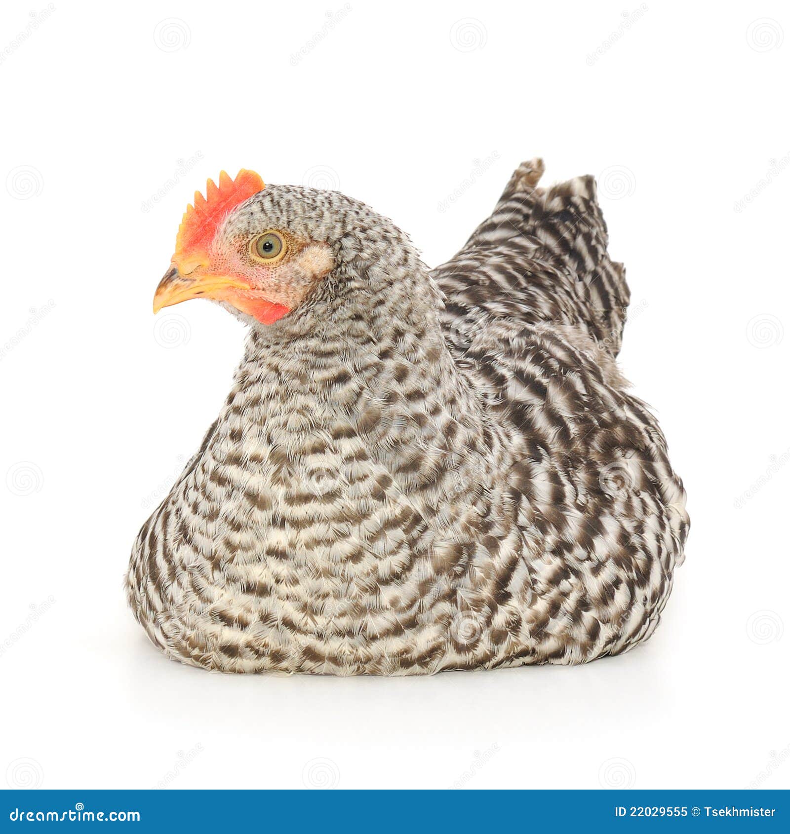 Grey hen stock image. Image of domestic, chicken, white - 22029555