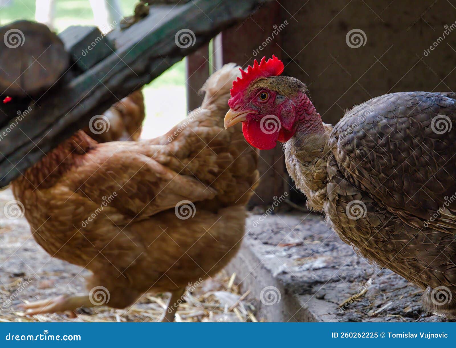 The Grey Hen Chicken Glancing and Starting at a Camera Lens with ...