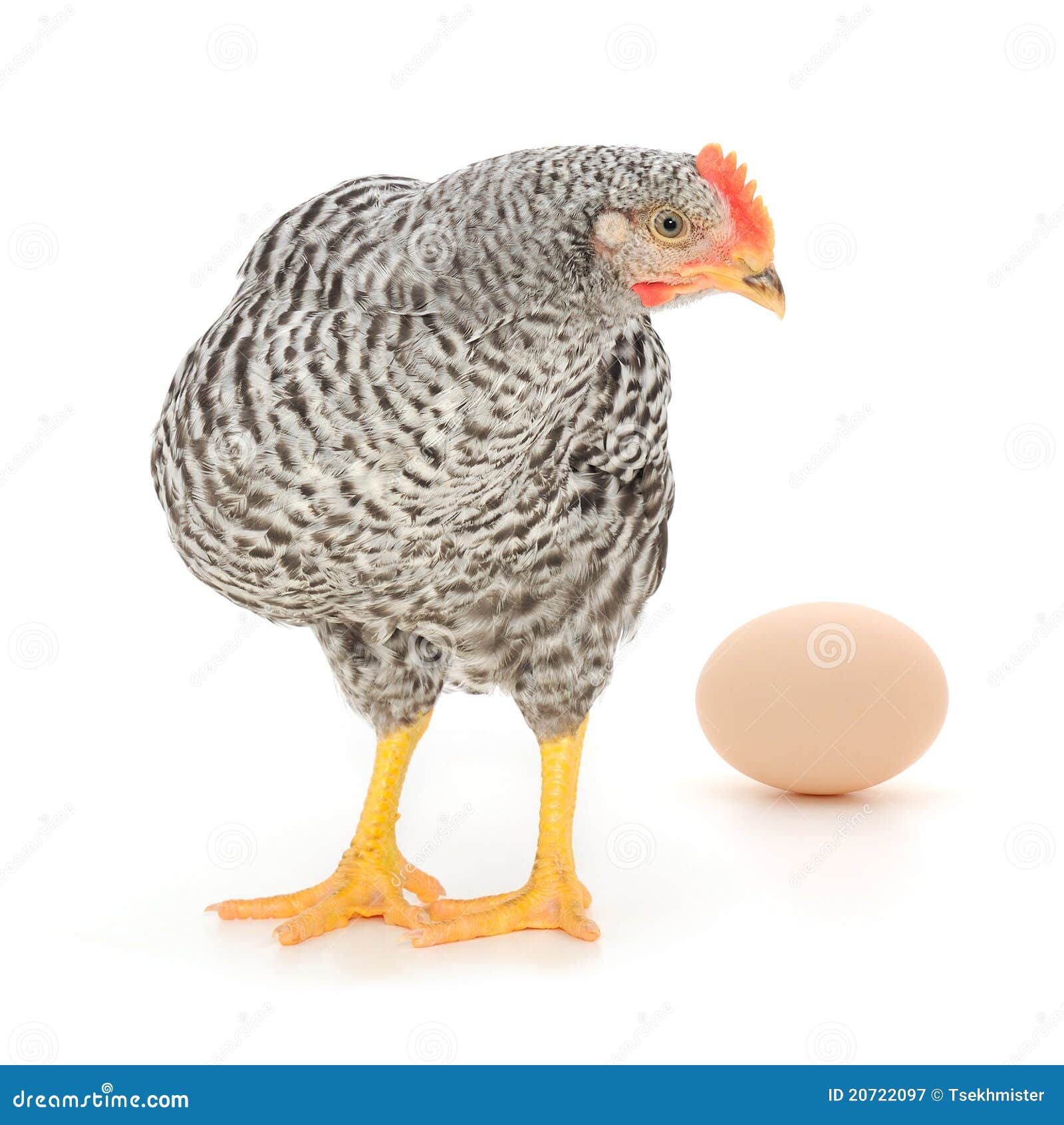 Grey hen with egg stock image. Image of agriculture, closeup - 20722097