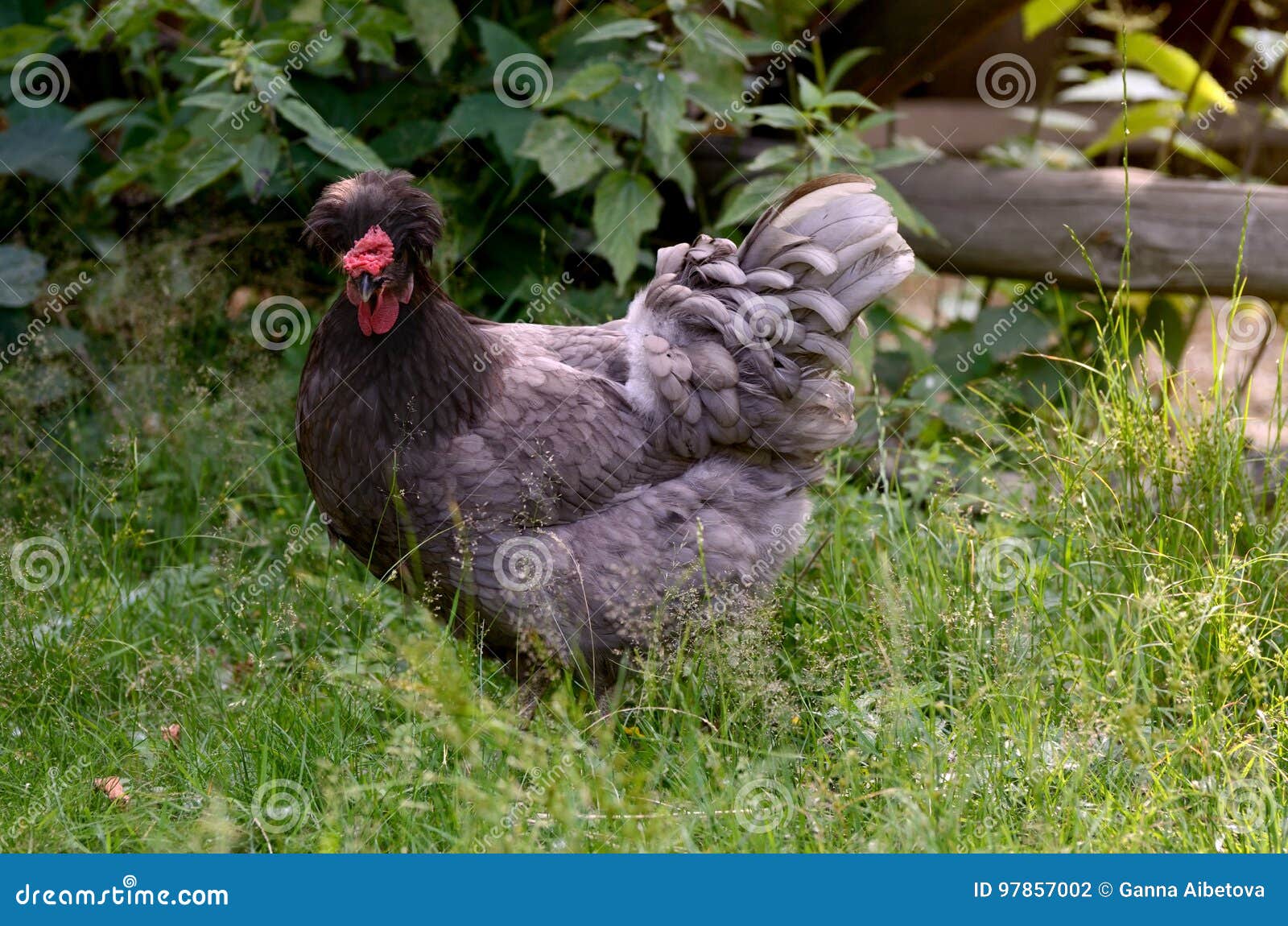 Grey Hen in a Free Range on Backyard, Fowl-run, Stock Photo - Image of ...