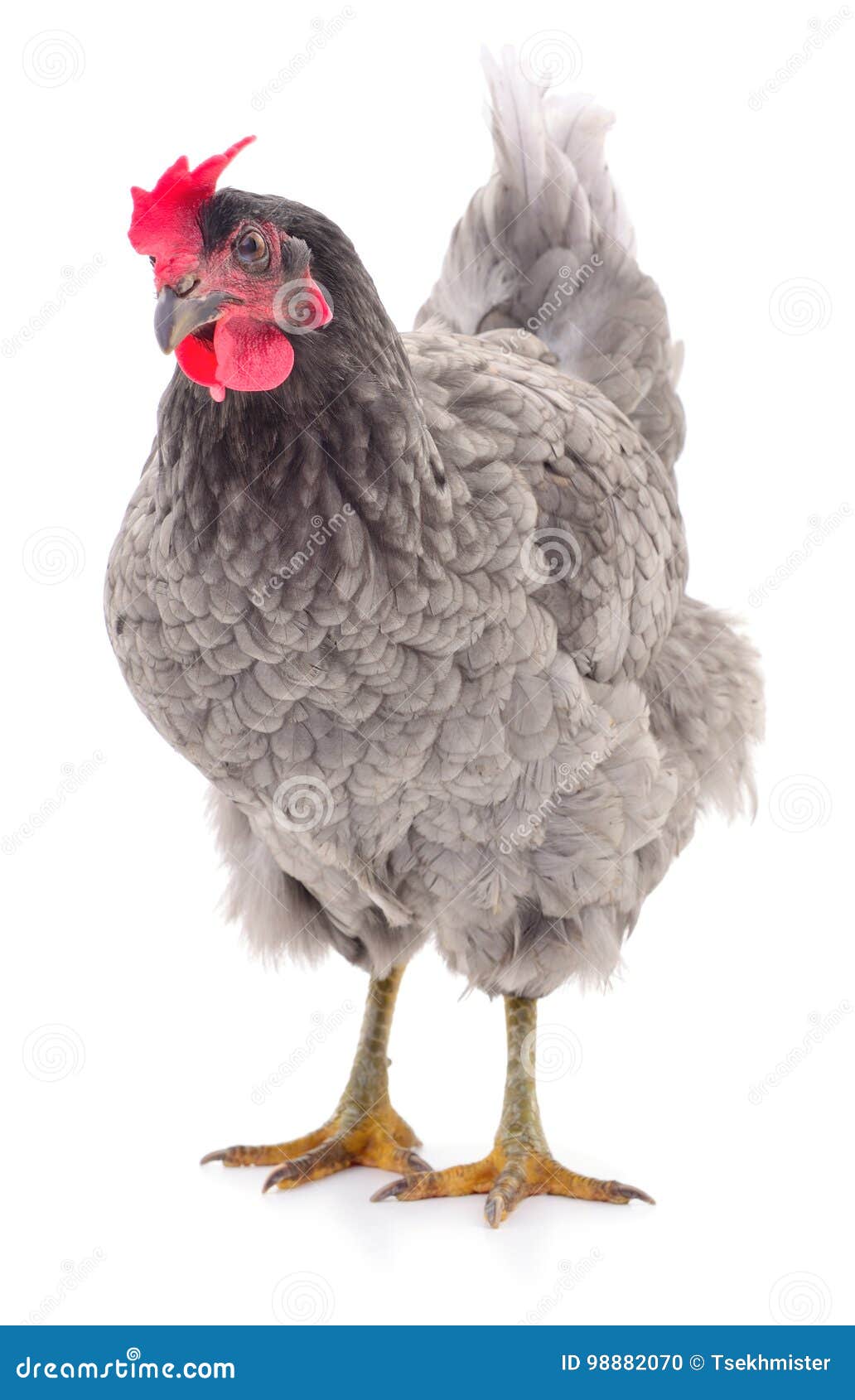 Grey hen. stock photo. Image of animals, closeup, grey - 98882070