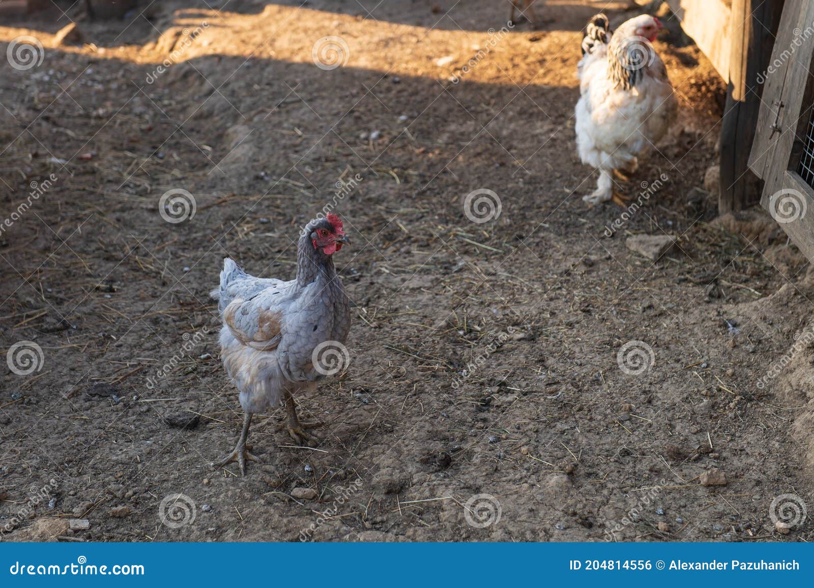 Grey Hen on the Ground Staring at the Camera. Stock Photo - Image of ...