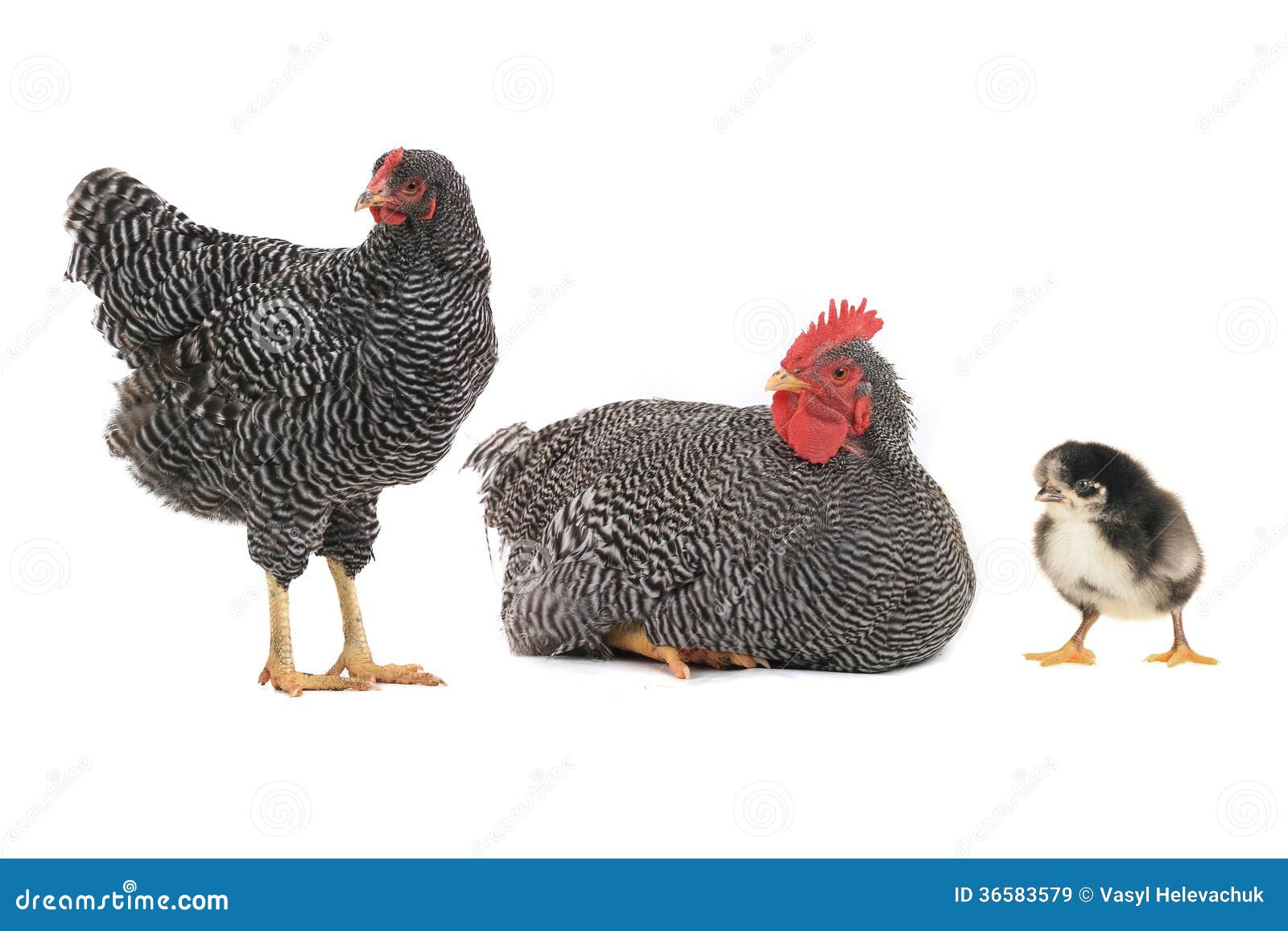Grey hen stock image. Image of chicken, poultry, animals - 36583579
