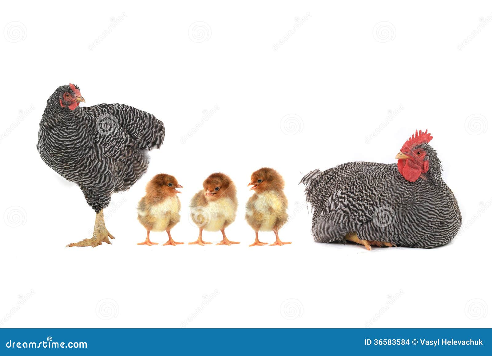 Grey hen stock photo. Image of meat, legs, white, nature - 36583584