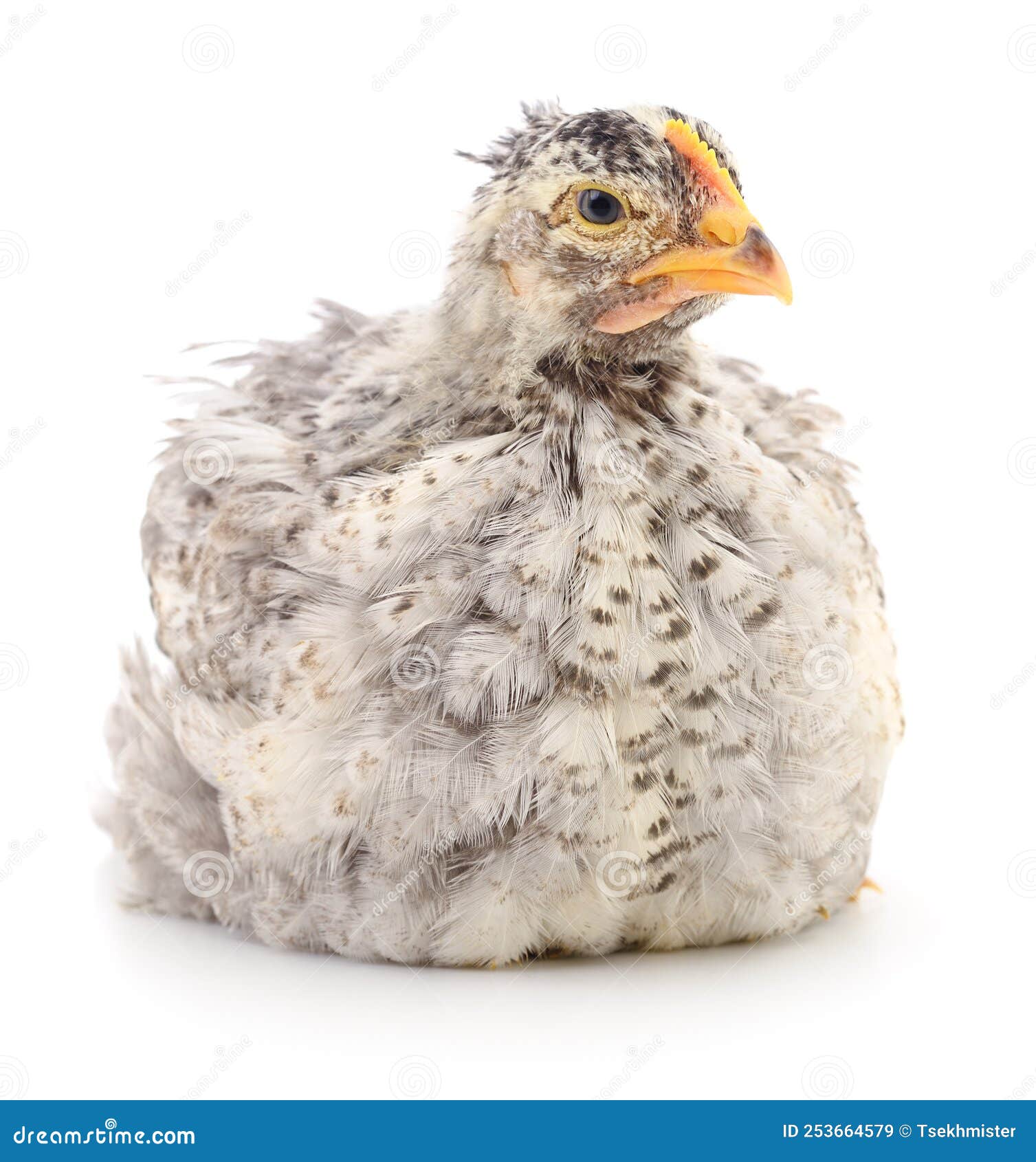 Grey hen isolated stock image. Image of grey, agriculture - 253664579