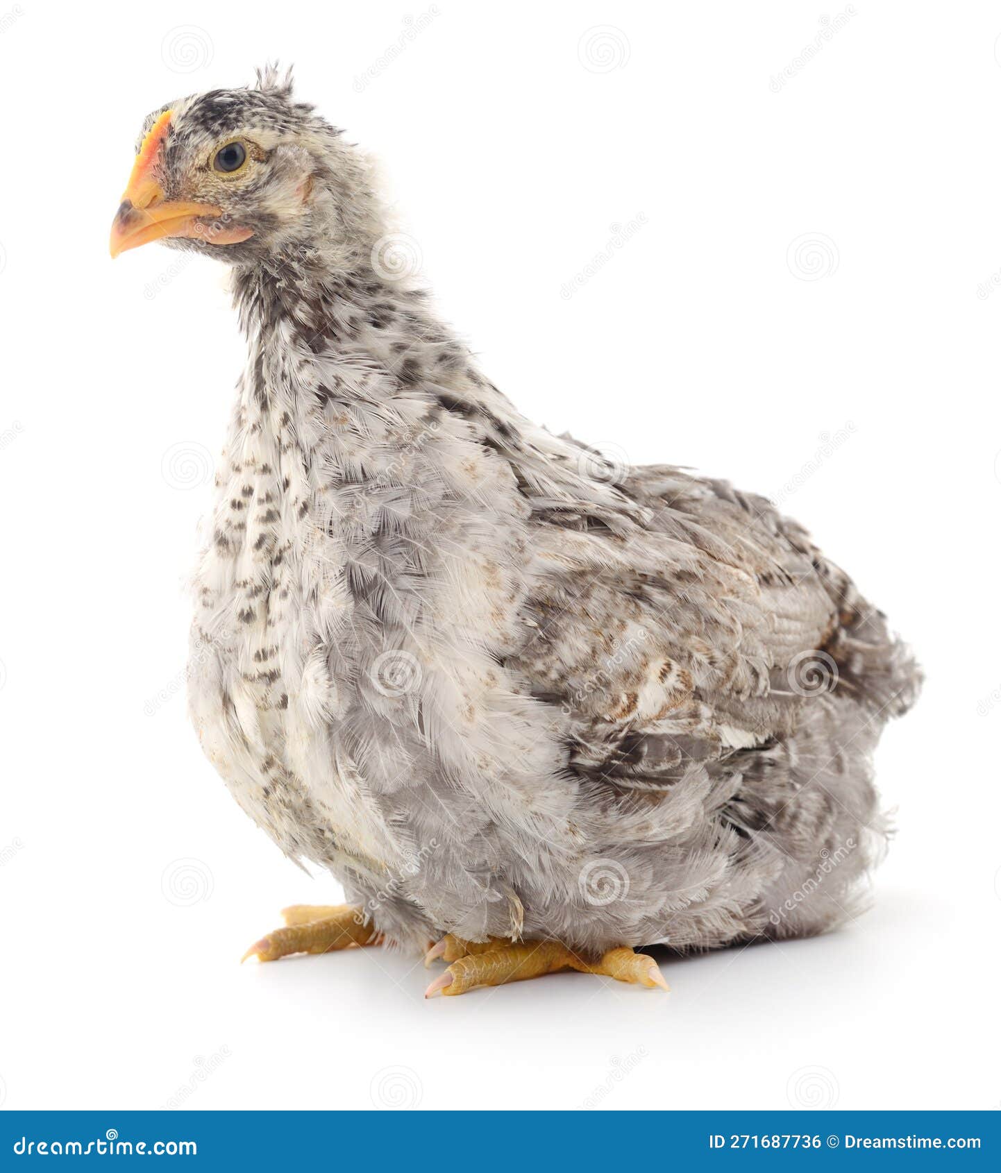 Grey hen isolated stock photo. Image of standing, poultry - 271687736