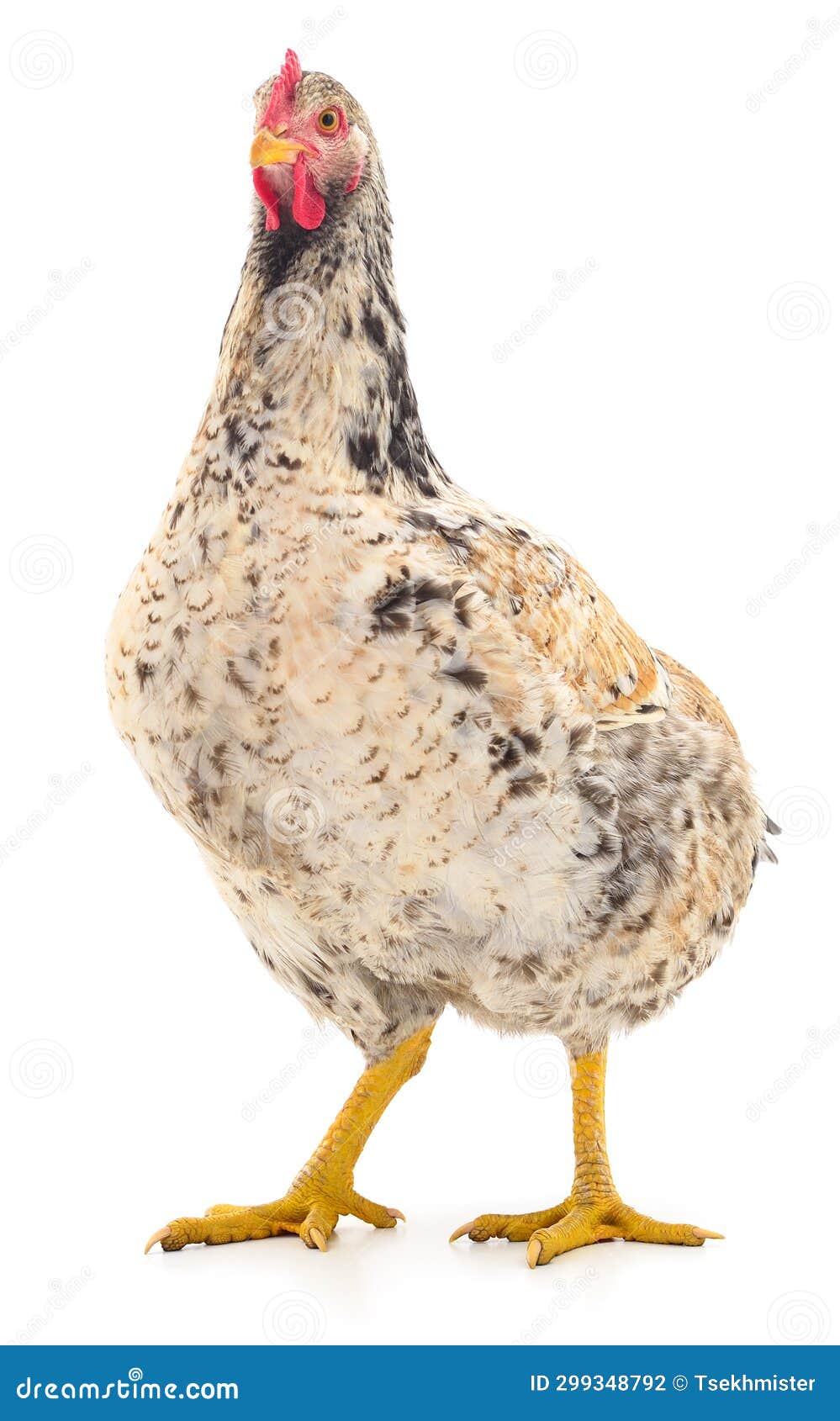 Grey hen isolated stock illustration. Illustration of poultry - 299348792